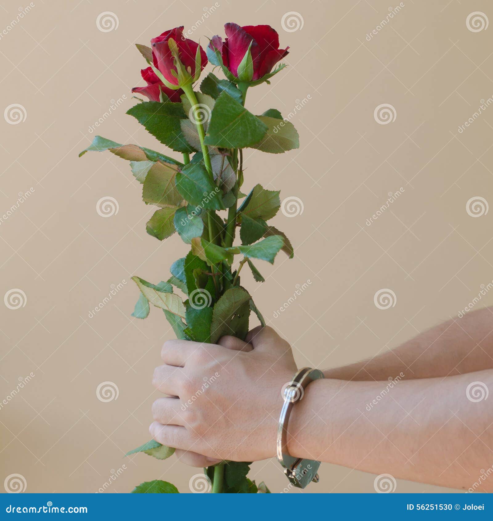 Red rose in hand stock photo. Image of handcuffs, adult - 56251530