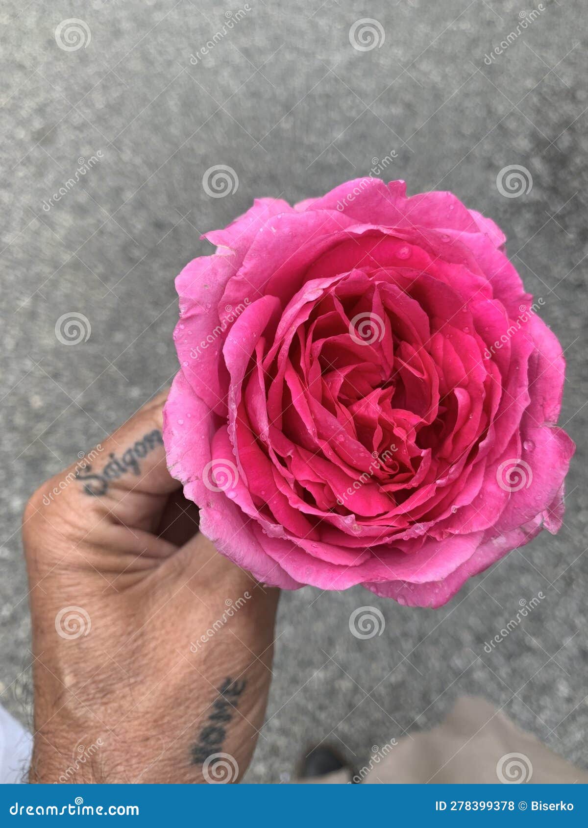 Red Rose in the Hand with Tattoos Stock Photo - Image of violet ...