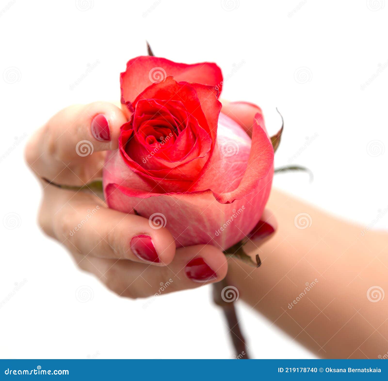 Red Rose in Hand on White Background Stock Photo - Image of flower ...
