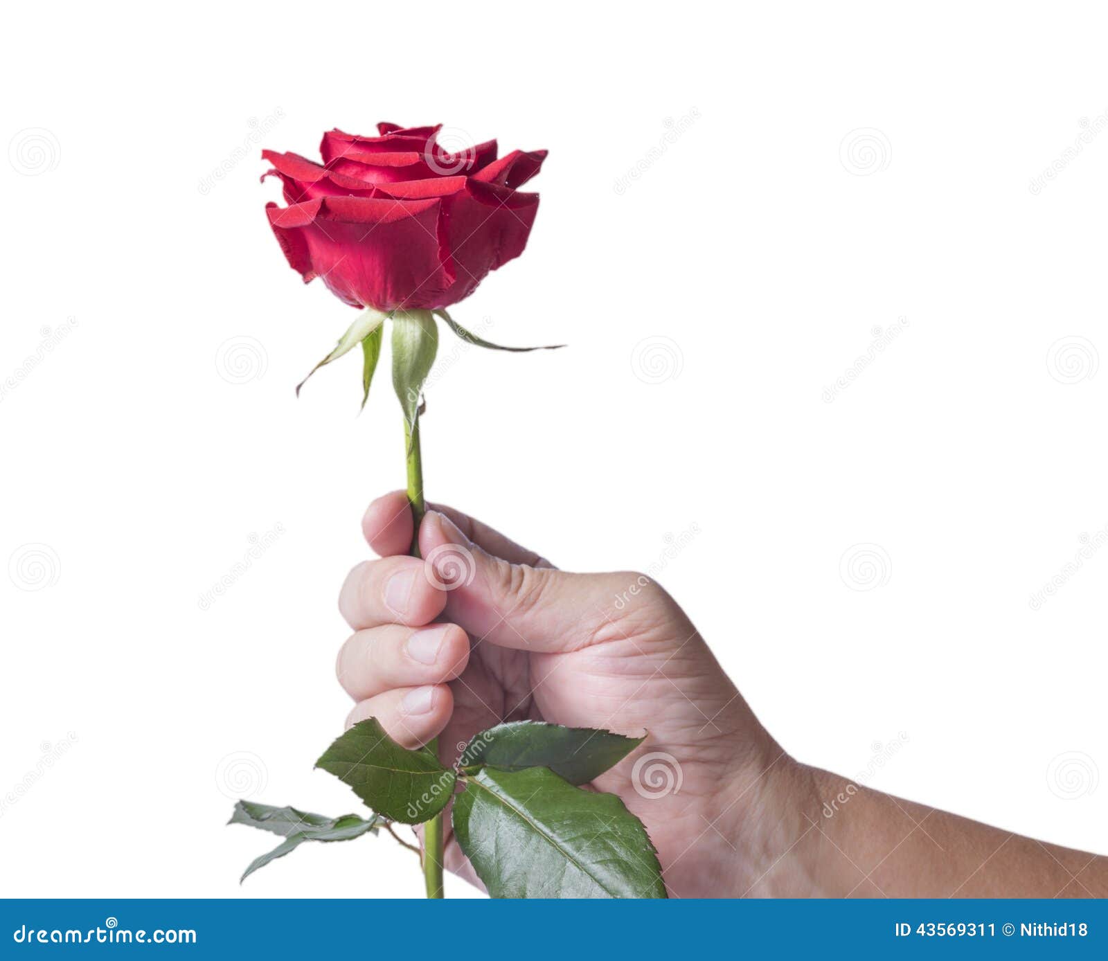 Red rose stock image. Image of romantic, fragility, love - 43569311