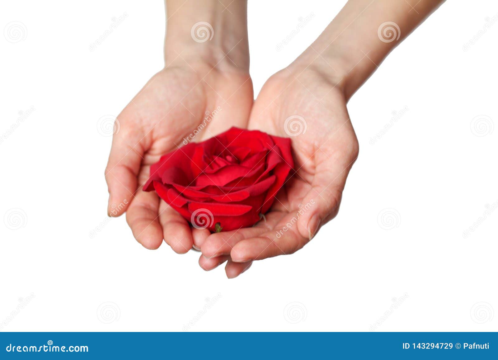 Red Rose in Hands Over White Background. Stock Image - Image of closeup ...