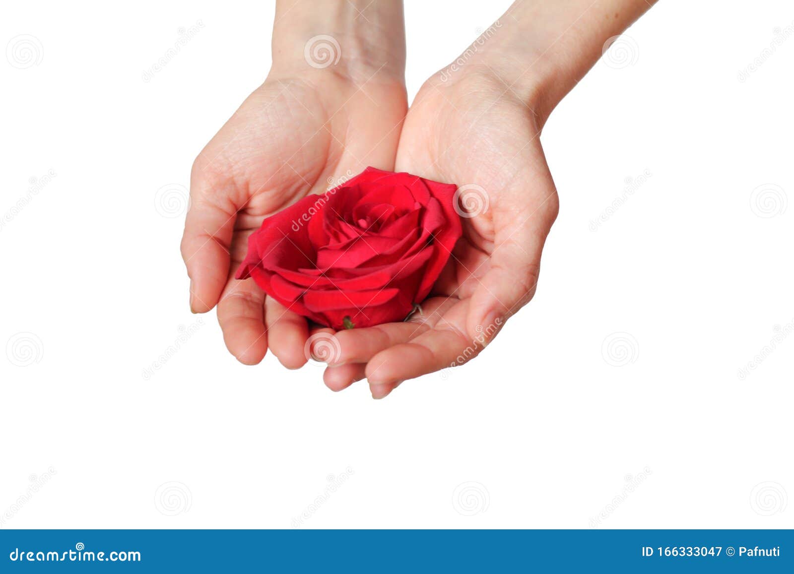 Red Rose in Hands Over White Background. Stock Image - Image of ...