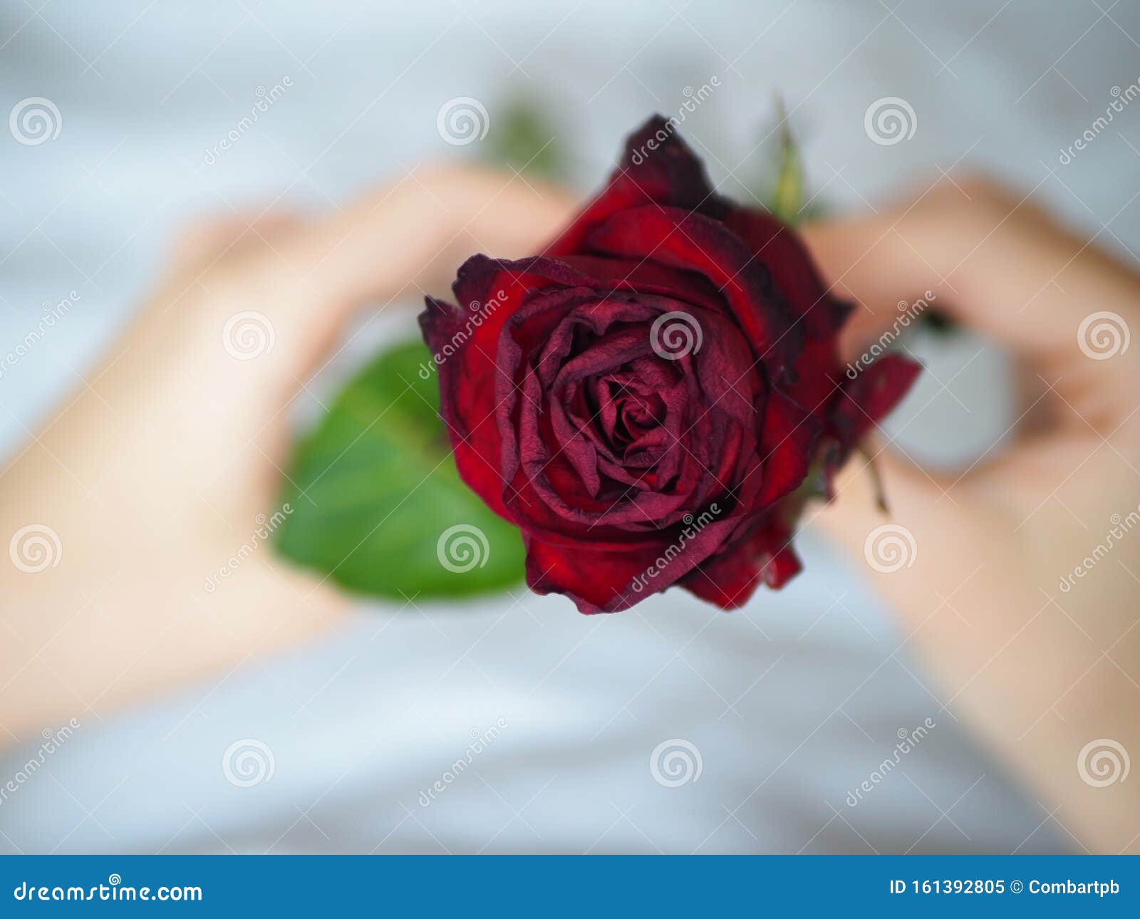 Red Rose in Hands of Young Woman Stock Image - Image of woman, pink ...