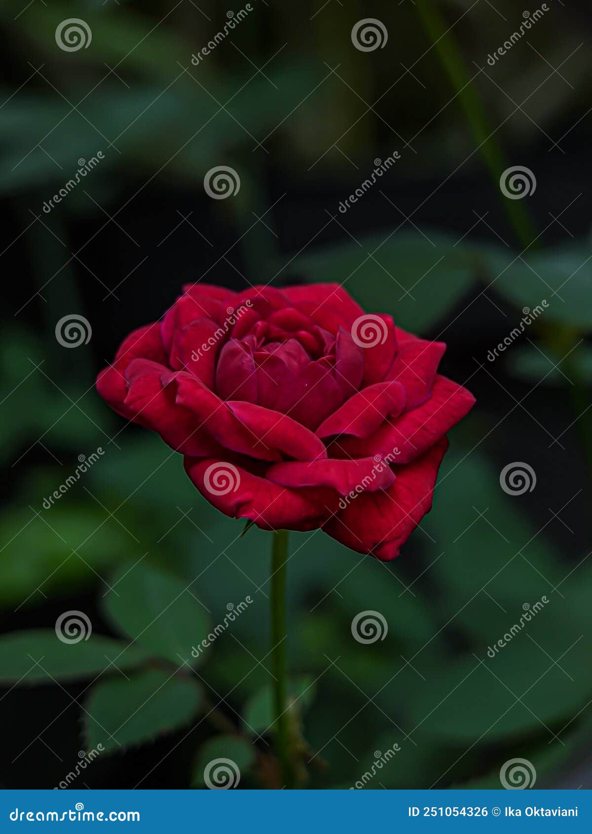 This is a Red Rose that Has Bloomed Stock Photo - Image of green ...