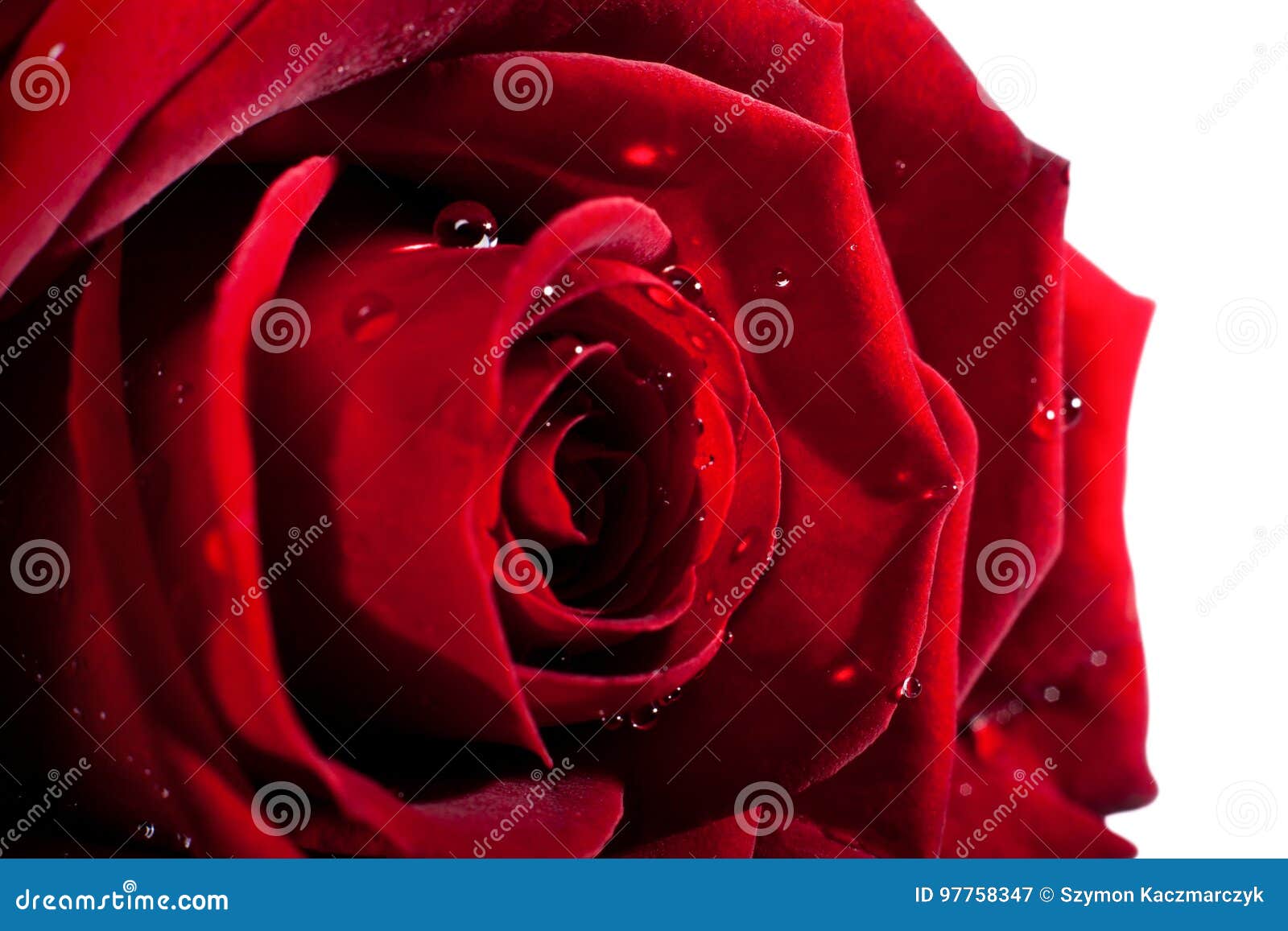 Closeup of on Deep Red Rose Petals on White Background. Stock Image ...