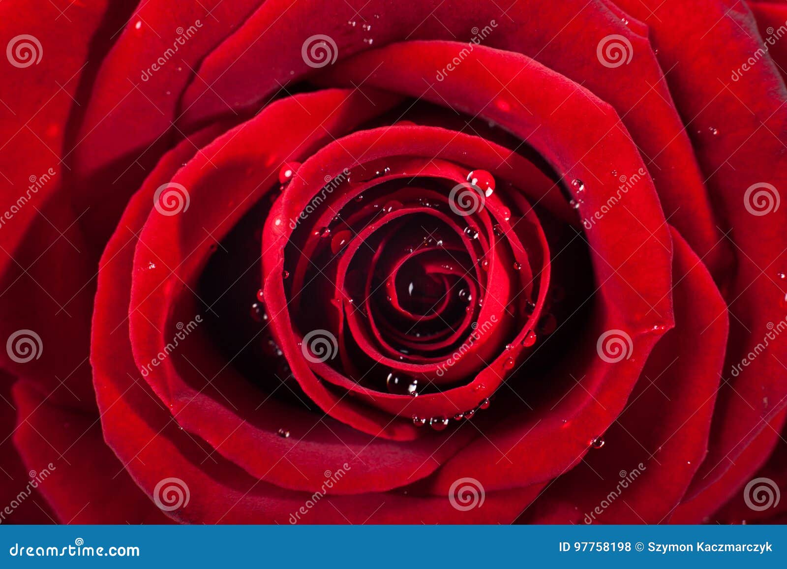 Rose and Petals on White Background. Red Rose Head on Macro with Small ...