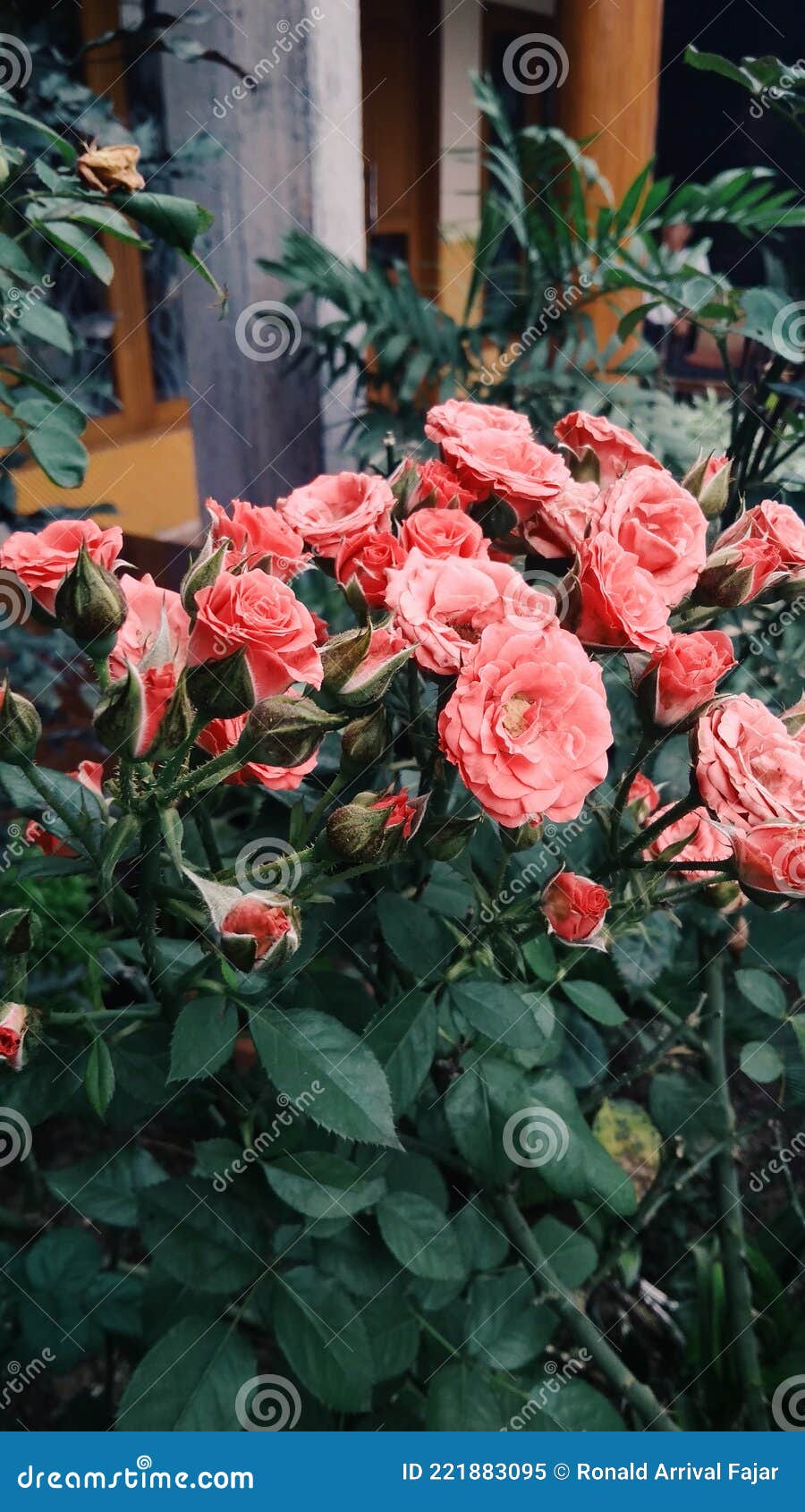 Red Rose & X27;heart& X27; in a Green Garden Stock Image - Image of ...