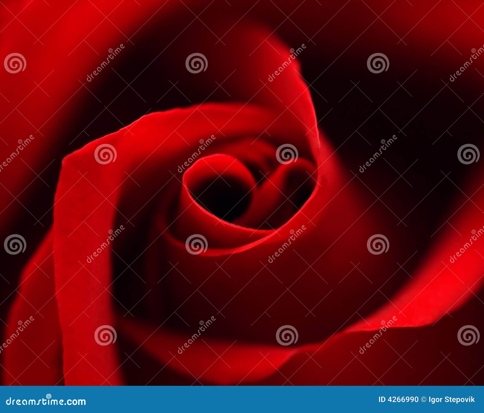 Red Rose with Heart Symbol in Center Stock Photo - Image of elegant ...