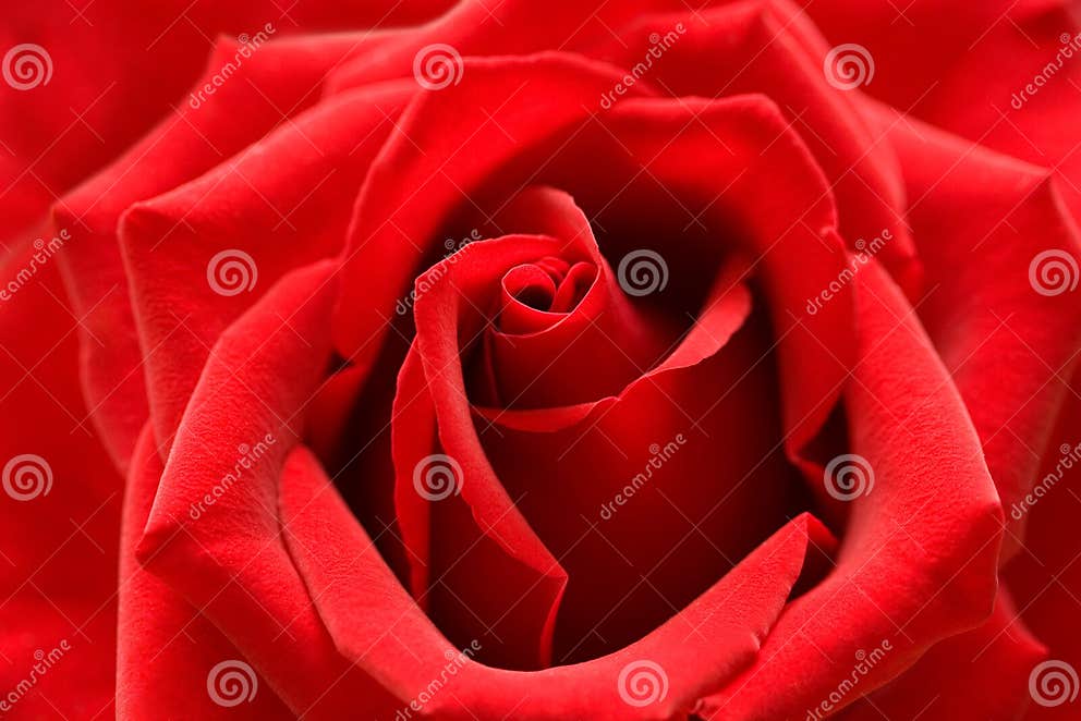 Red Rose with Heart Symbol from Petal in Center Stock Photo - Image of ...