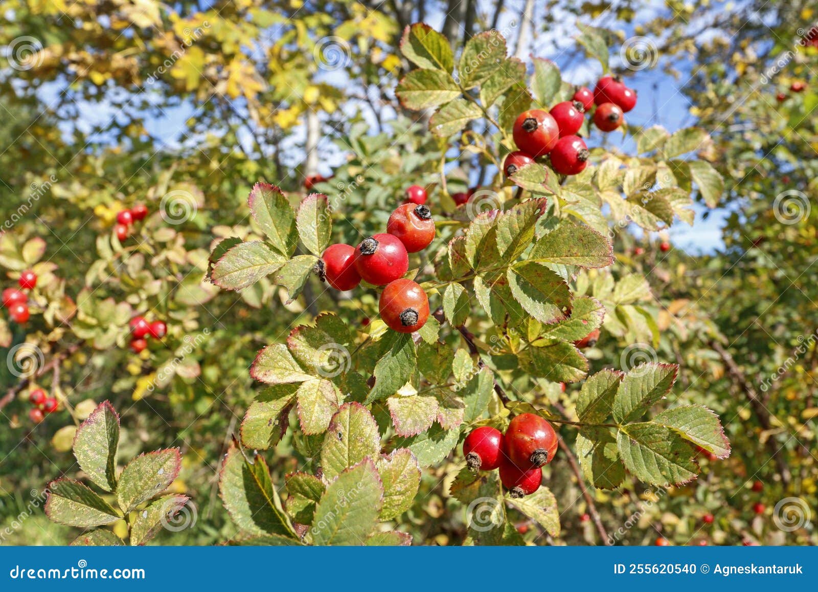 Red Rose Hip Shrub in the Garden Stock Photo - Image of twig, edible ...