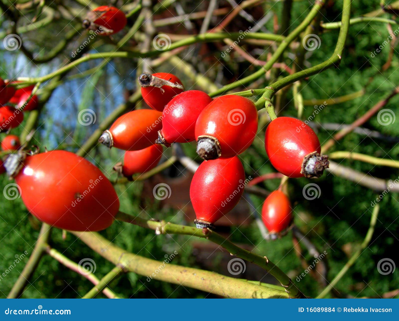 Red rose hips stock photo. Image of closeup, healthy - 16089884