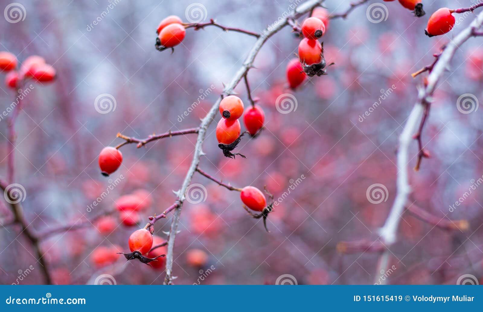 Red Rose Hips on the Bare Branches in the Autumn_ Stock Image - Image ...