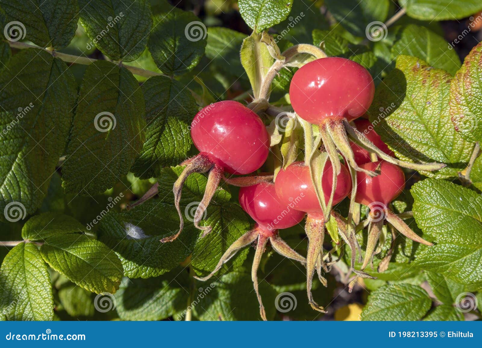 Red Rose Hips on a Beach Rose Bush Stock Image - Image of ripe ...