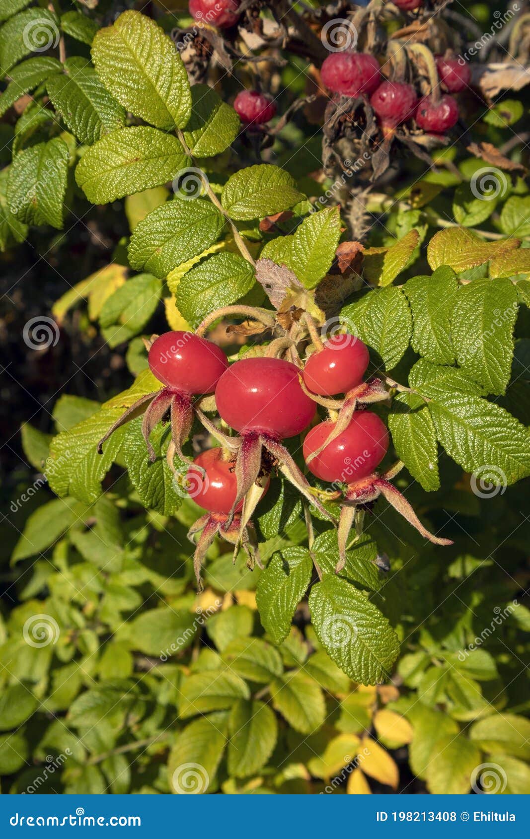 Red Rose Hips on a Beach Rose Bush Stock Photo - Image of sunny, fruit ...
