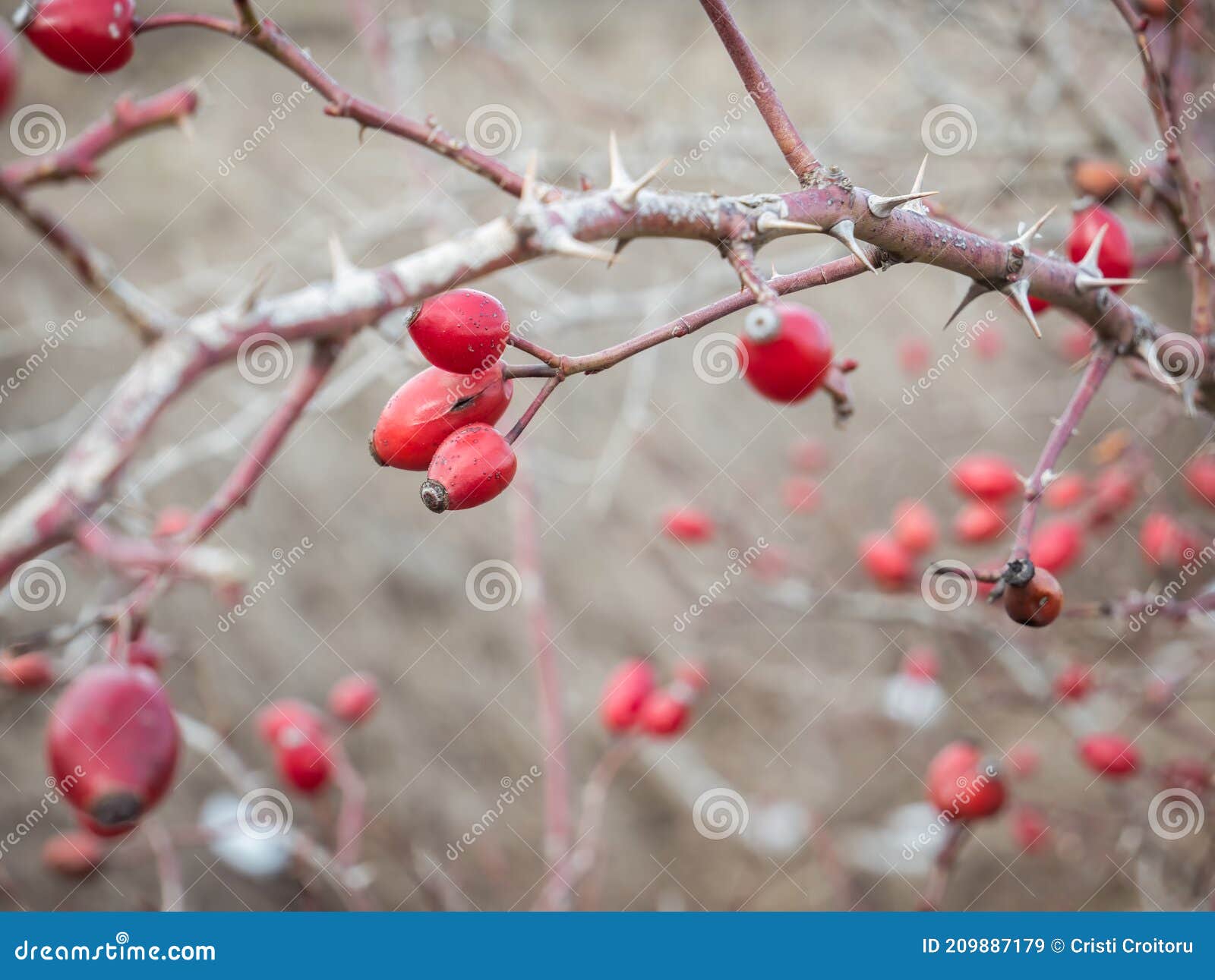 Red Rose Hips Berries on a Branch with Thorns in the Bush or Shrub ...