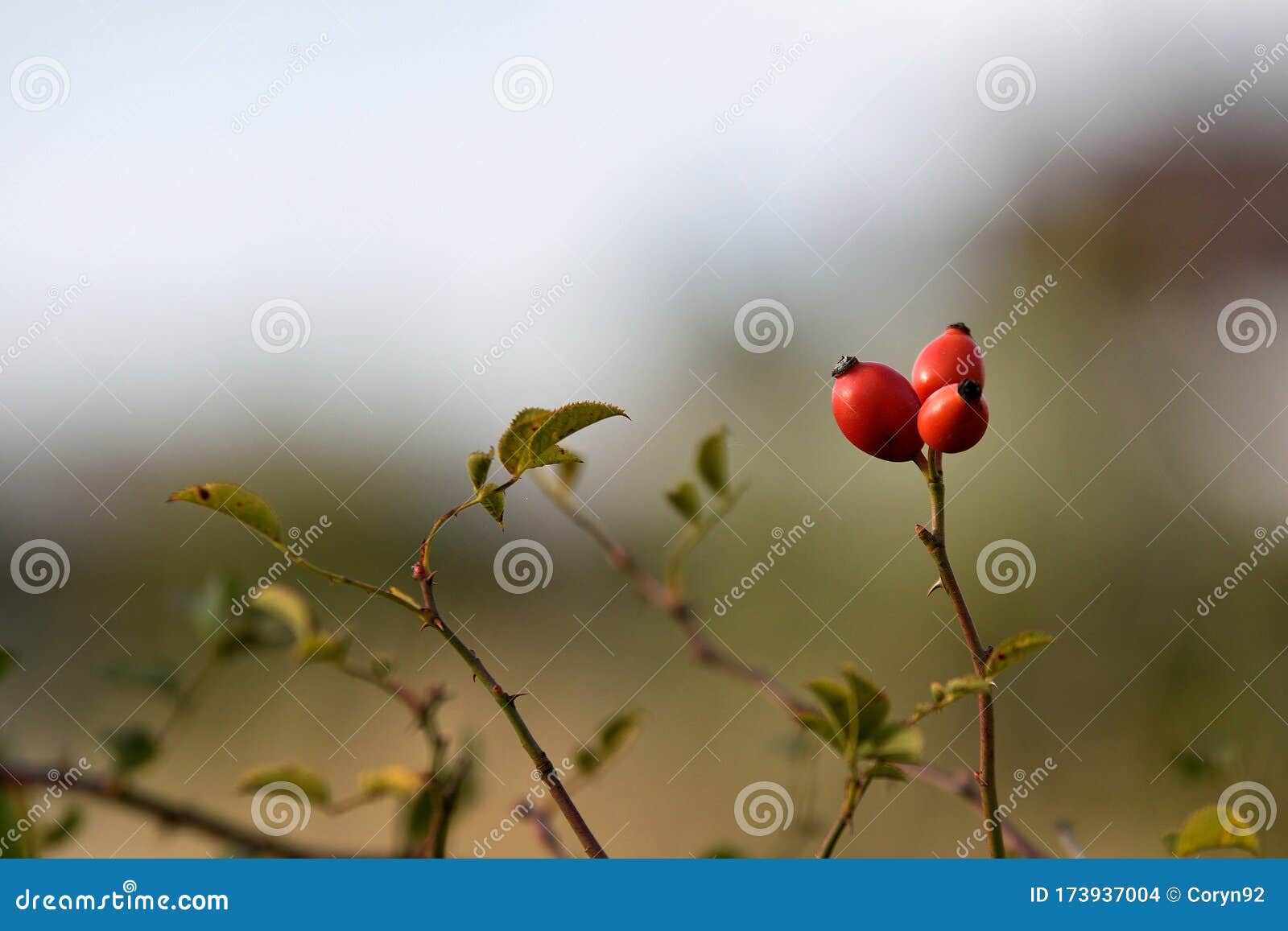 Red rose hips on a branch stock photo. Image of berry - 173937004