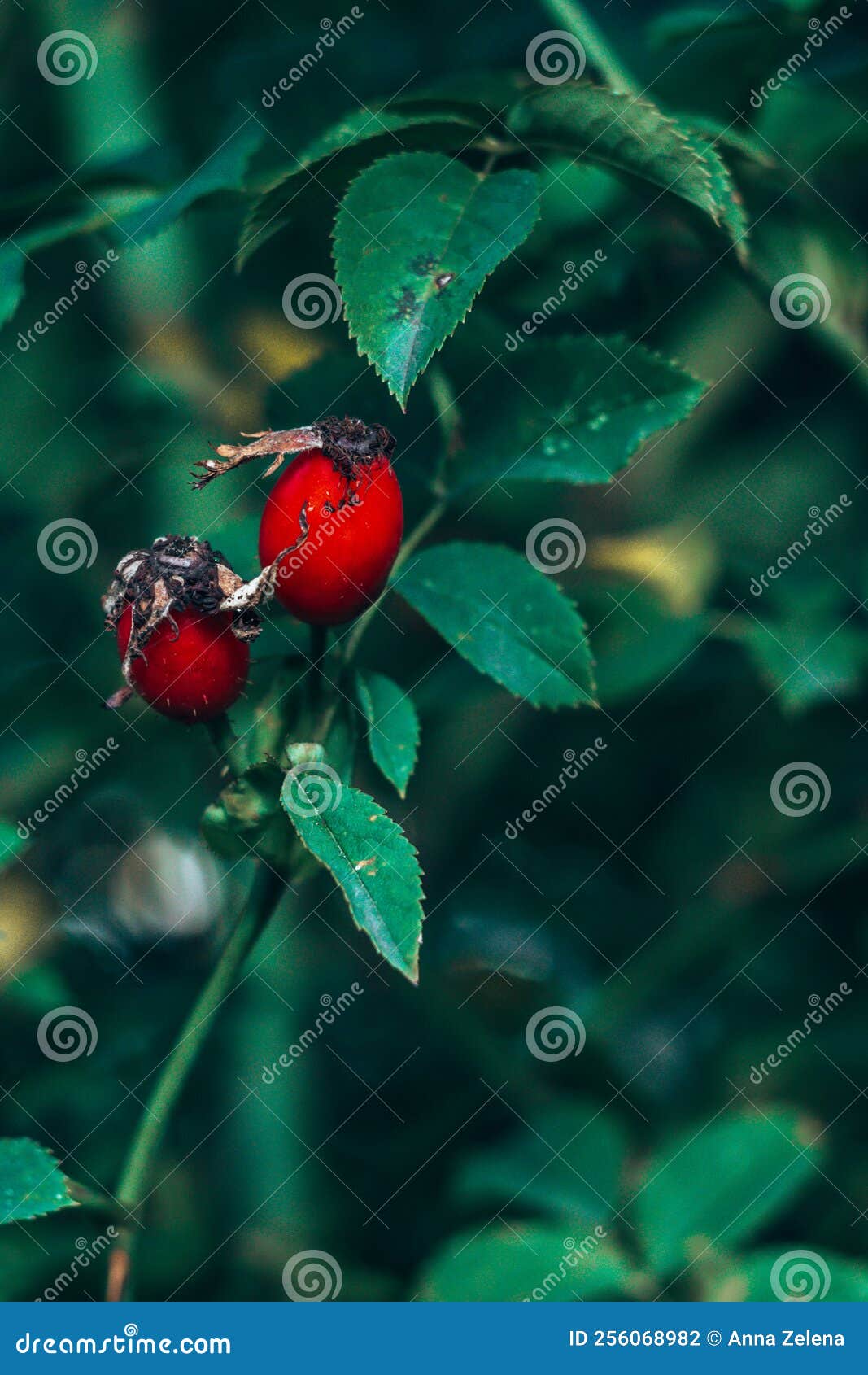 Red Rose Hips on a Bush Branch on a Natural Background Stock Photo ...