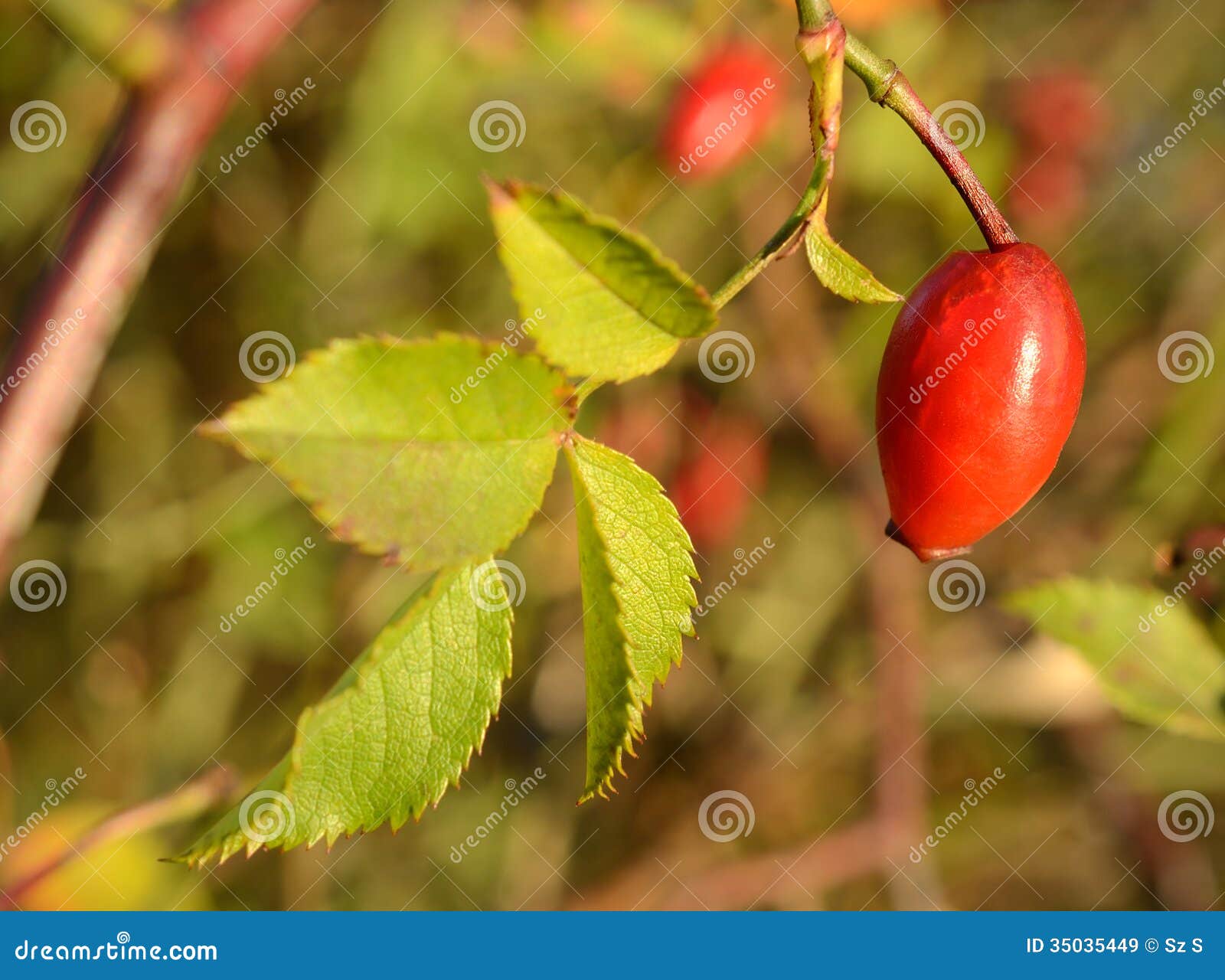 Red rose hips stock image. Image of healthy, nutrition - 35035449