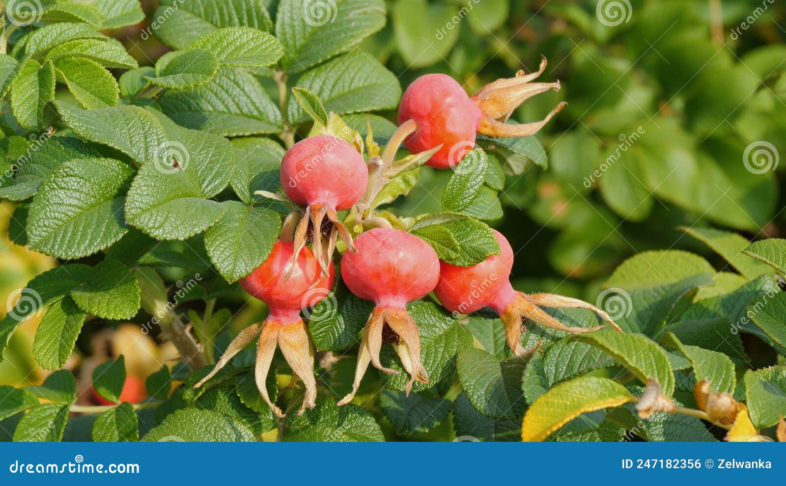 Red Rose Hips. Fruits Of Red Rose Plant Stock Photography ...