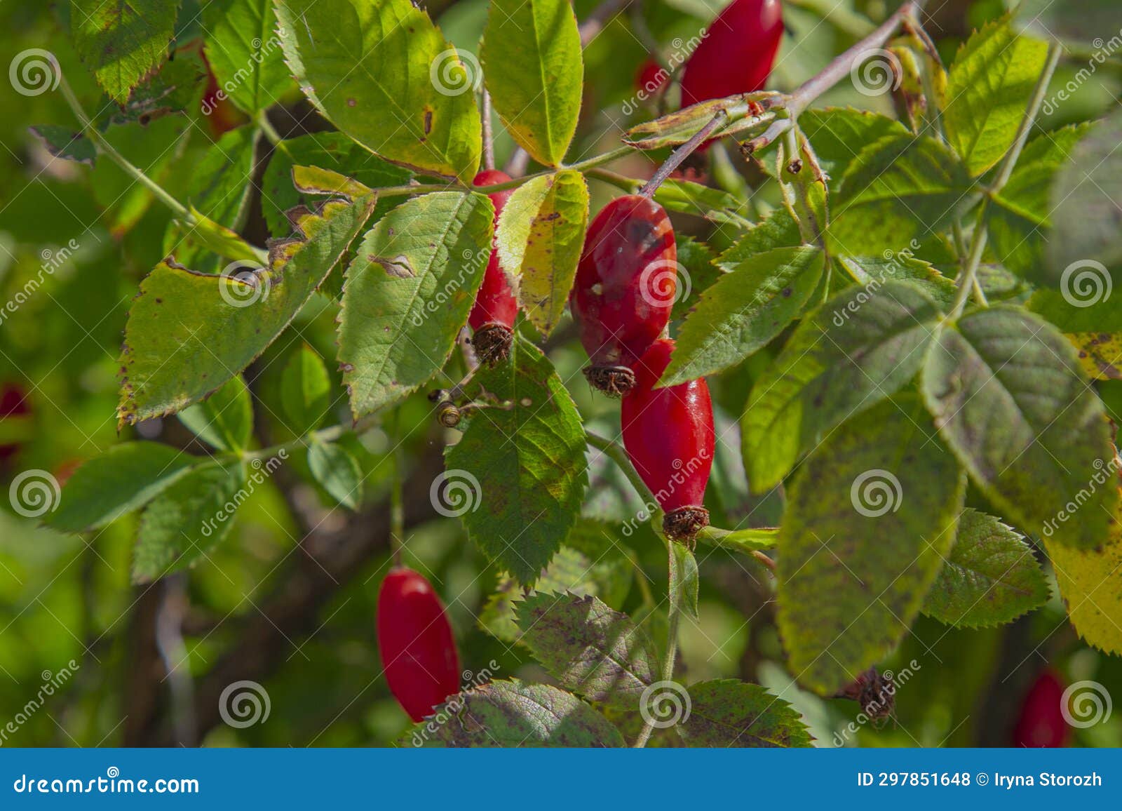 Red Rose Hips in Green Leaves Stock Photo - Image of fall, healthy ...