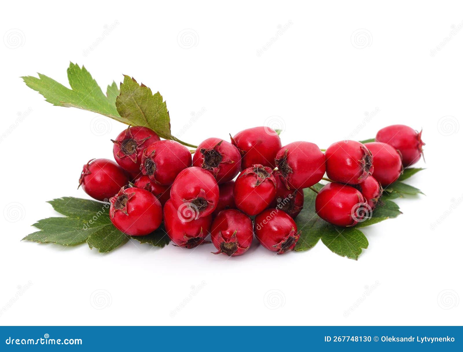 Red rose hips stock photo. Image of branch, plant, healthy - 267748130