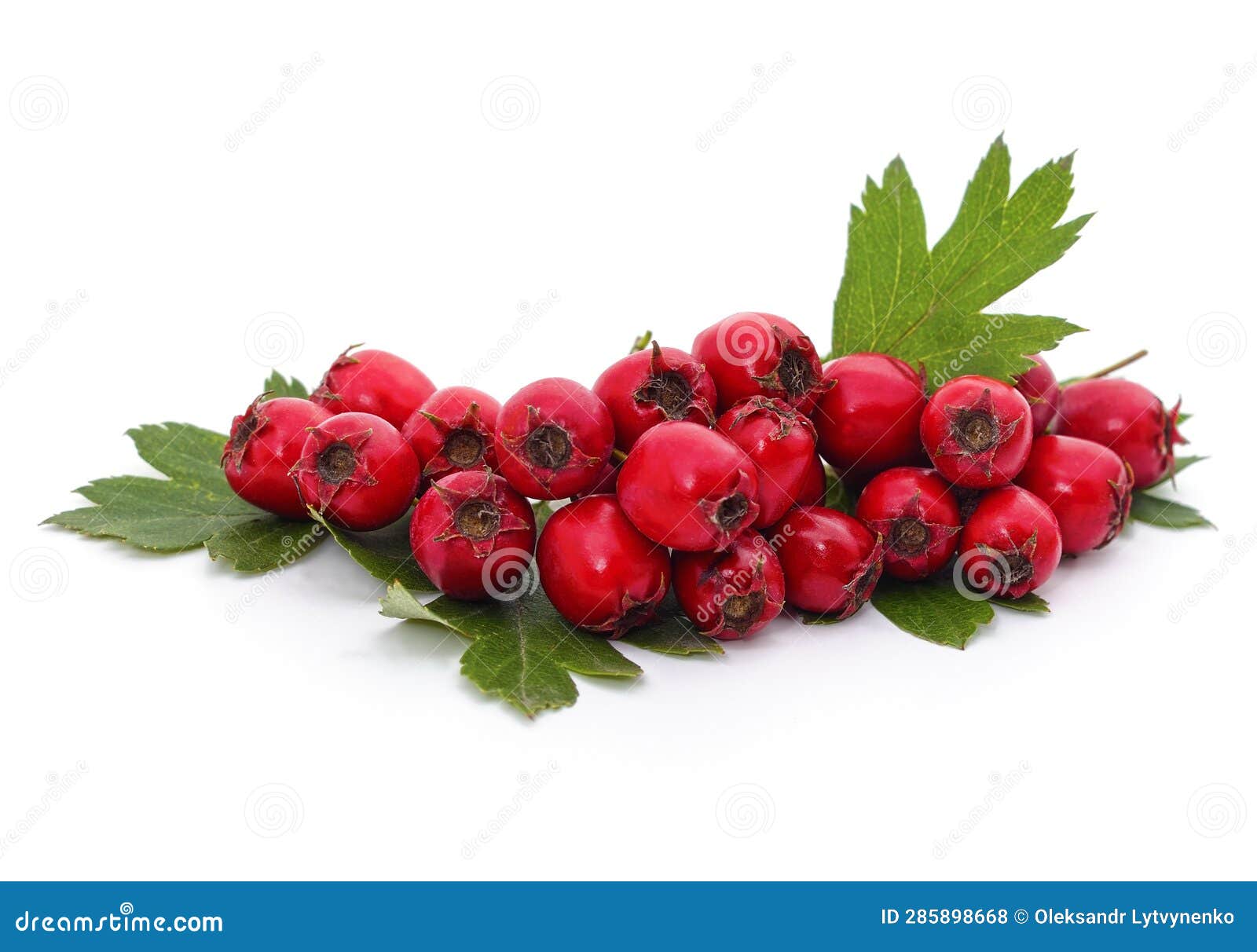 Red rose hips stock photo. Image of isolated, botany - 285898668
