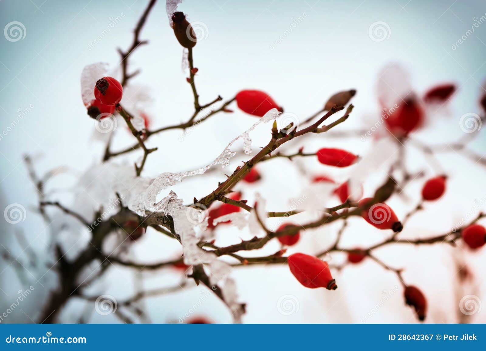 Red Rose-hips Macro in Winter Under Frost in the Cold Stock Image ...