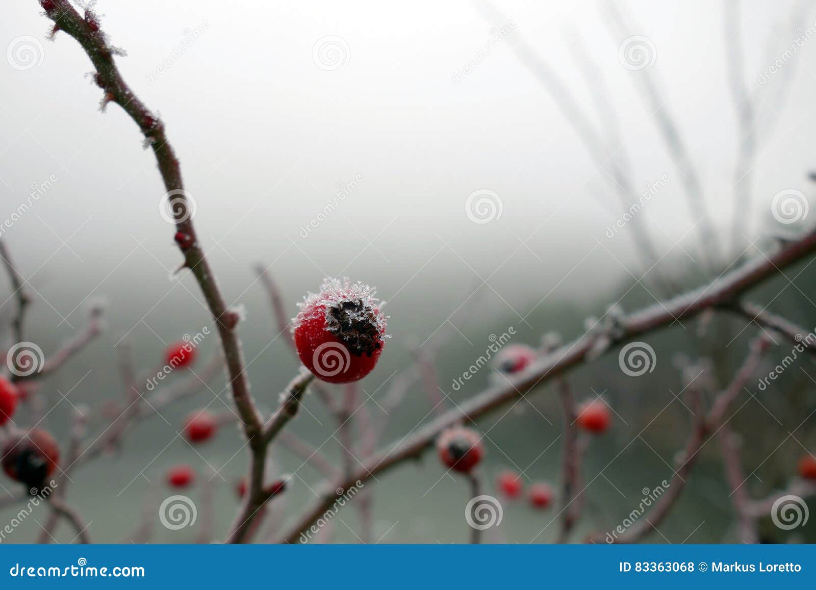 Red Rose-hips Macro in Winter Stock Photo - Image of berries, plant ...