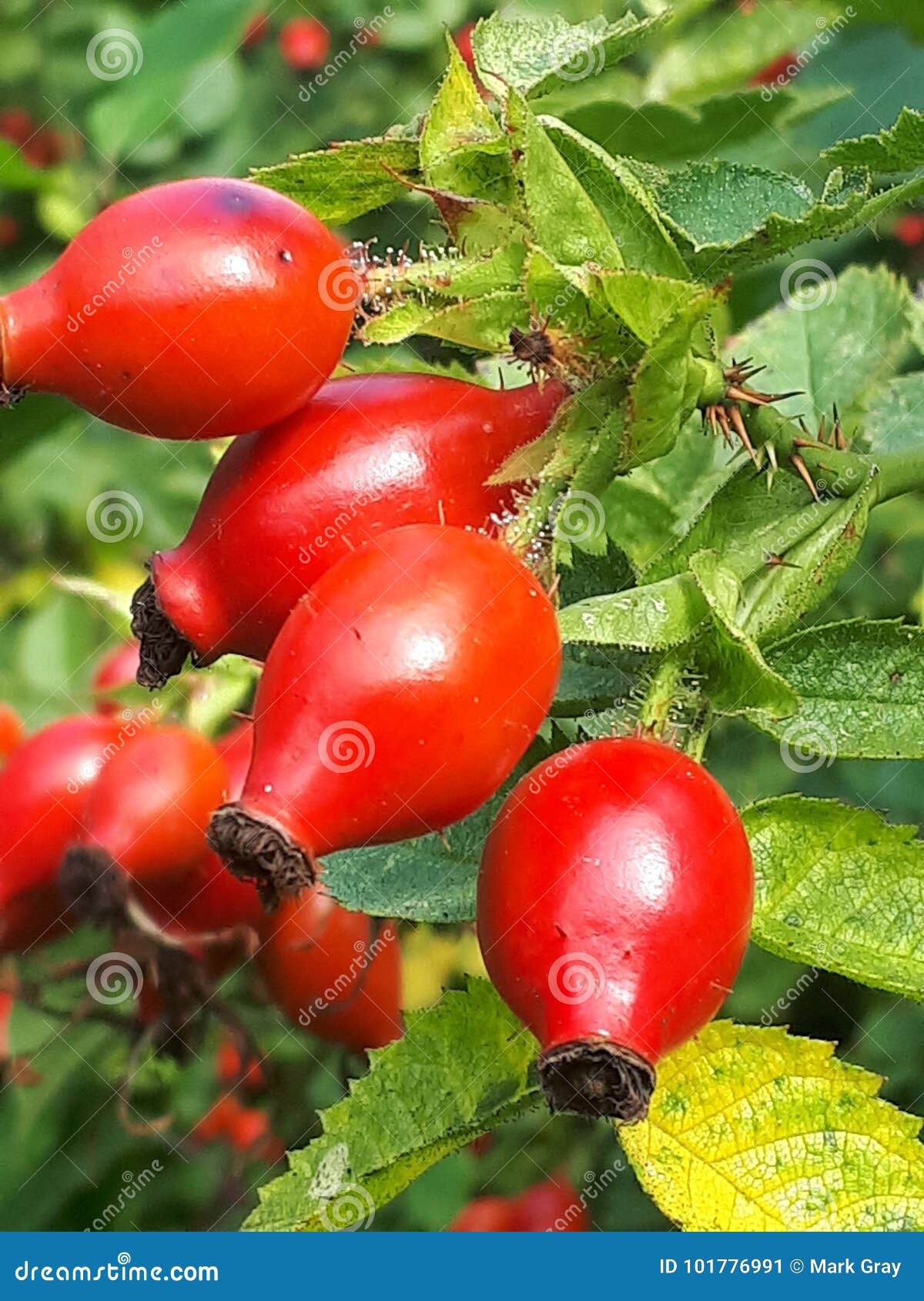 Rose Hips stock image. Image of berries, autumn, rose - 101776991