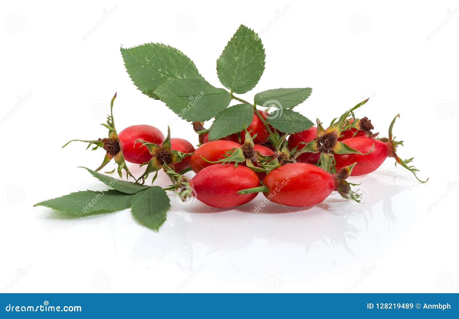 Red Rose Hips on a White Reflective Surface Stock Image - Image of ...