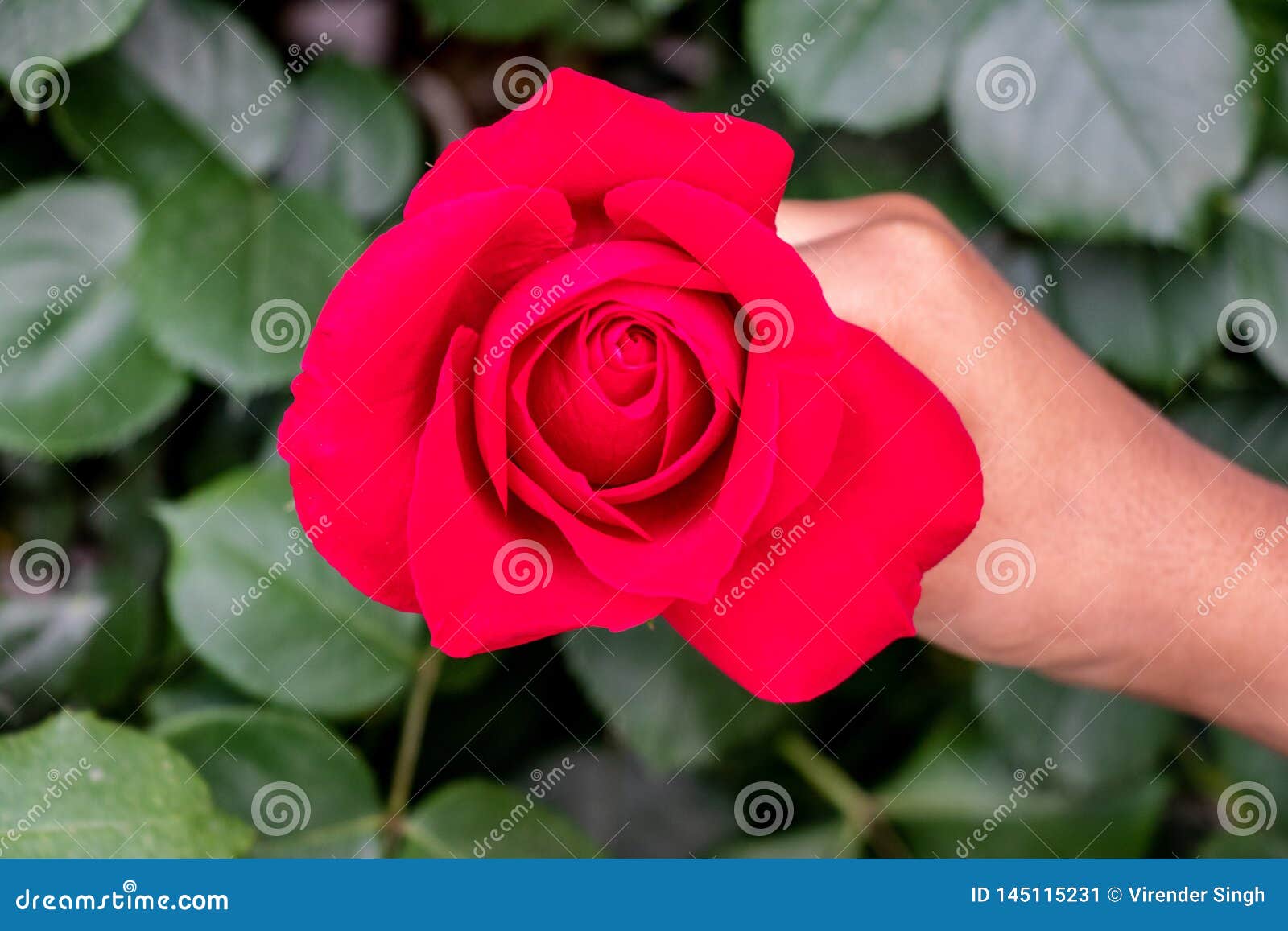 Red Rose Hold by Woman in Hand Stock Image - Image of happiness, date ...