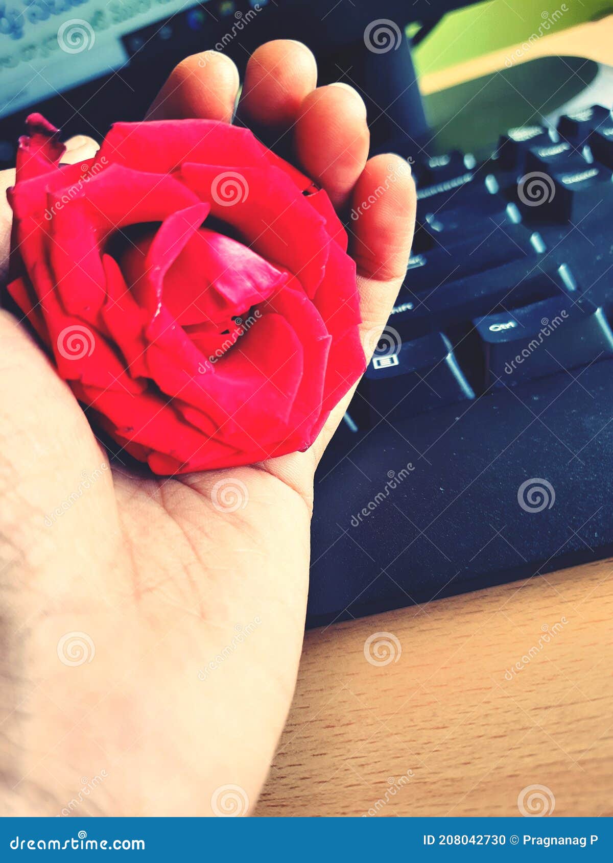 Red Rose Holded in Hand of a Girl Stock Photo - Image of plant, rose ...