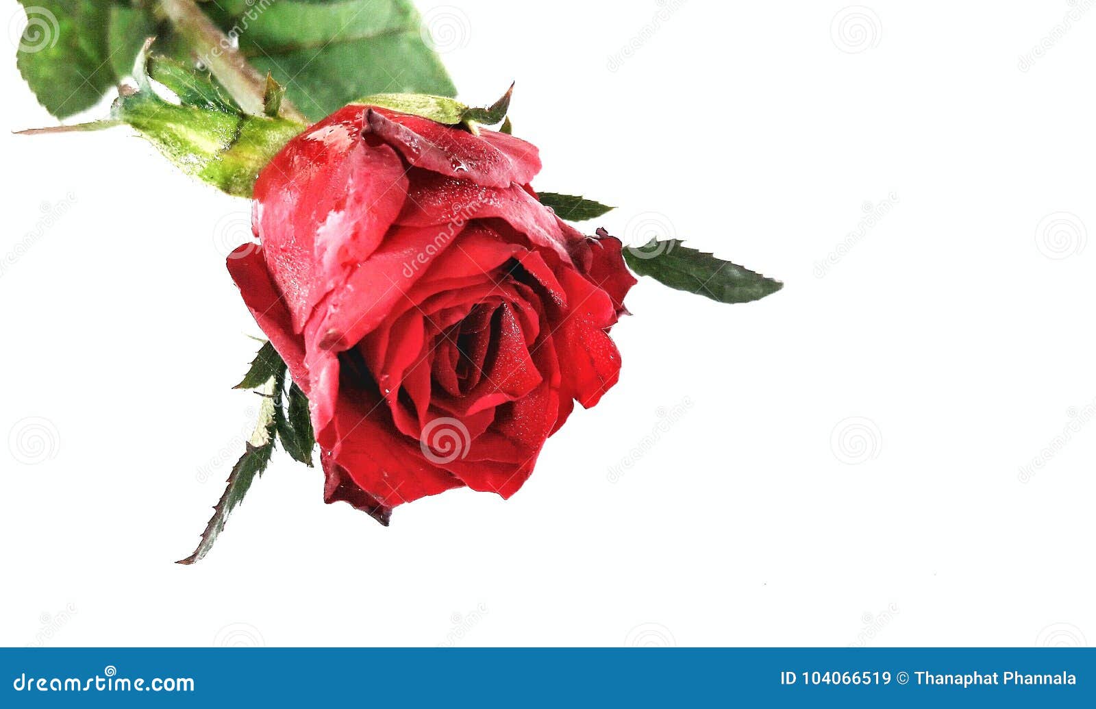 Red rose stock image. Image of love, rose, valentine - 104066519