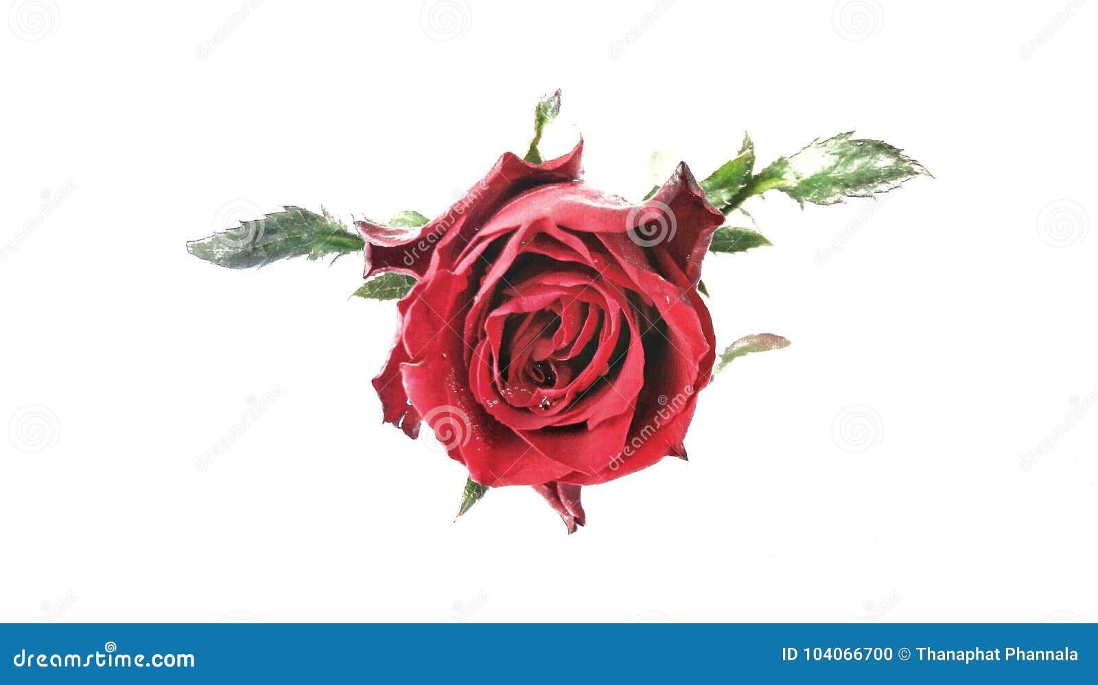 Red rose stock photo. Image of rose, background, valentine - 104066700