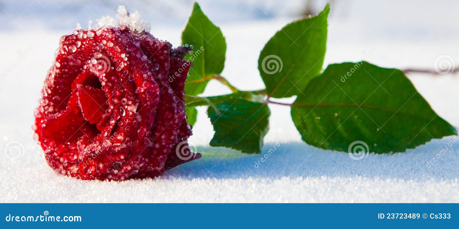Red rose in ice stock image. Image of winter, snow, covered - 23723489