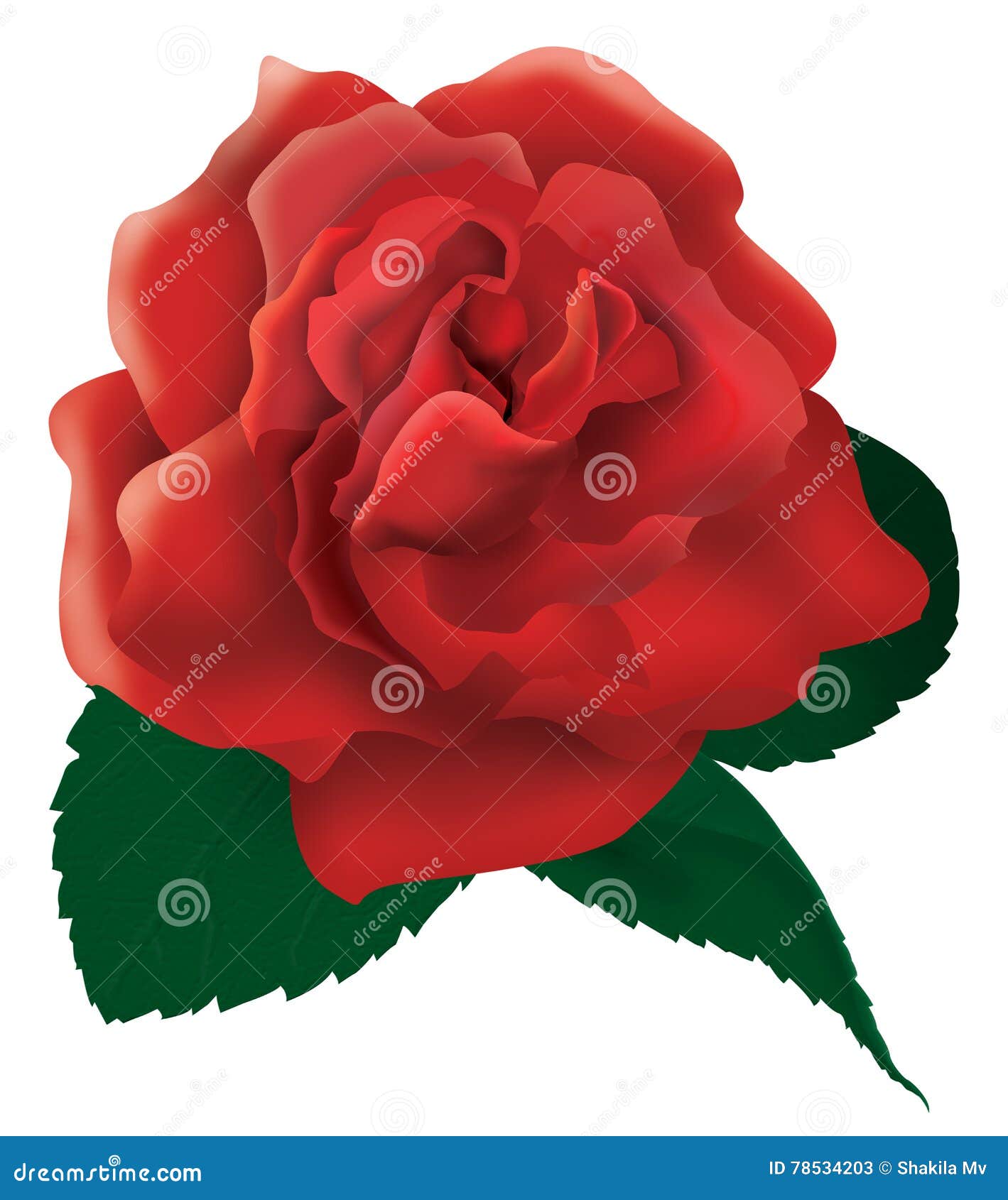 Red rose illustration stock image. Illustration of bloom - 78534203