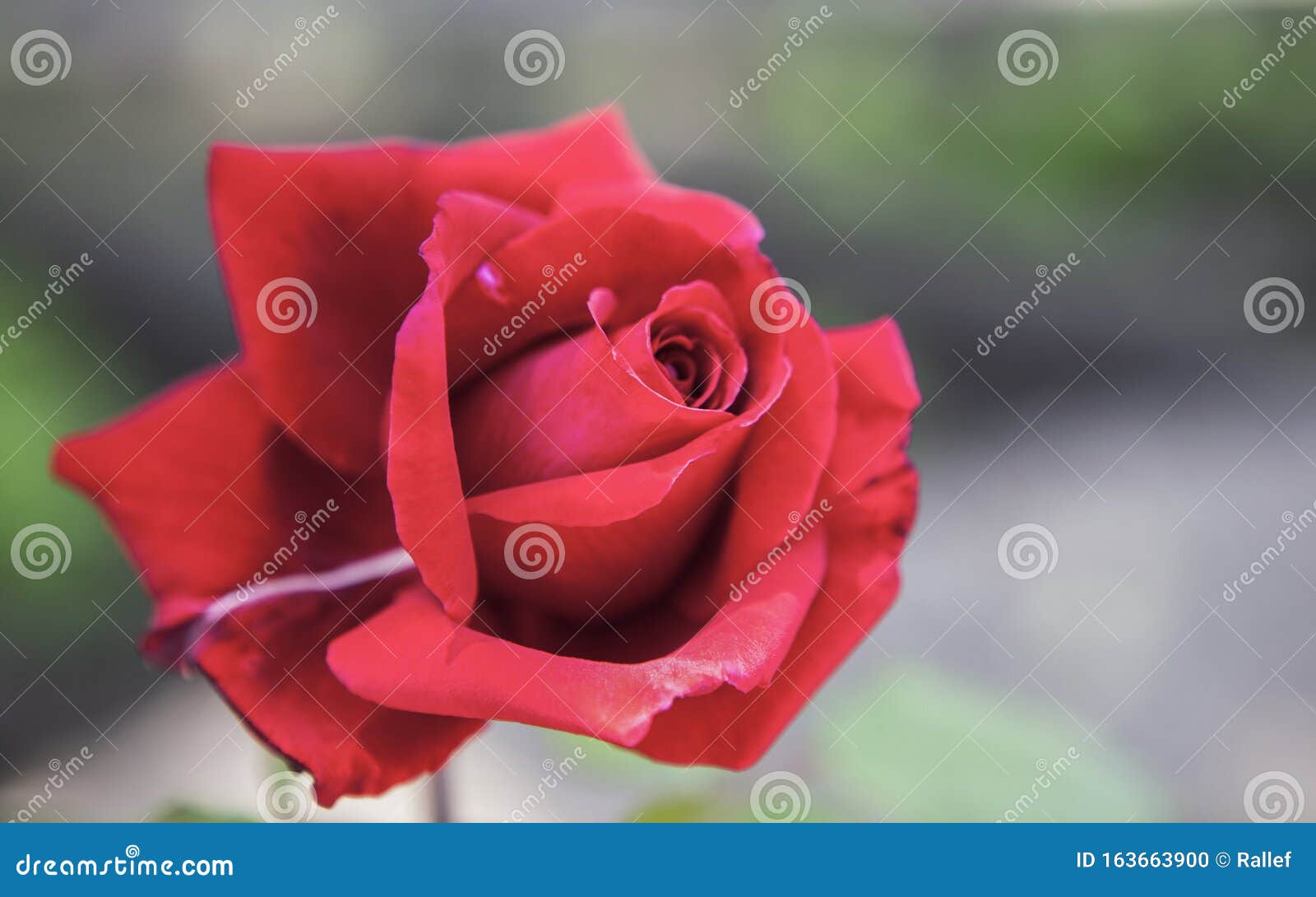 Blossom of a red rose stock photo. Image of natural - 163663900