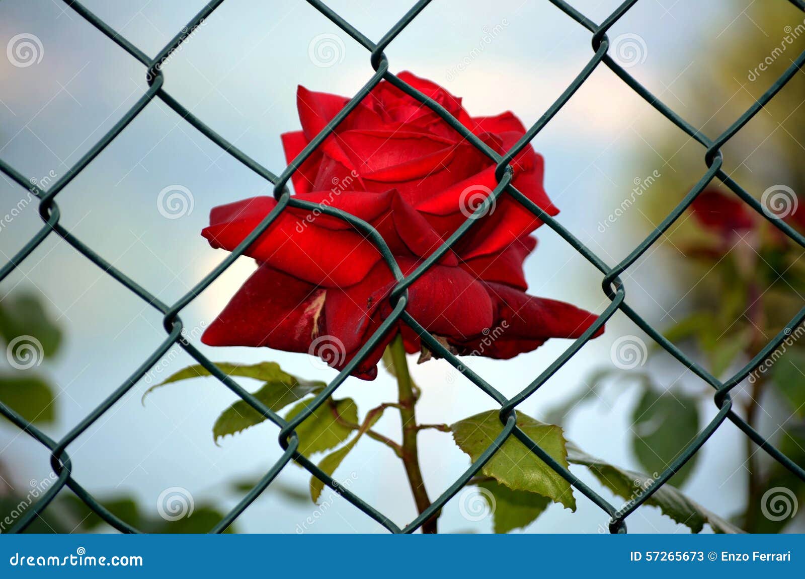 Red rose imprisoned stock image. Image of criminal, flower - 57265673