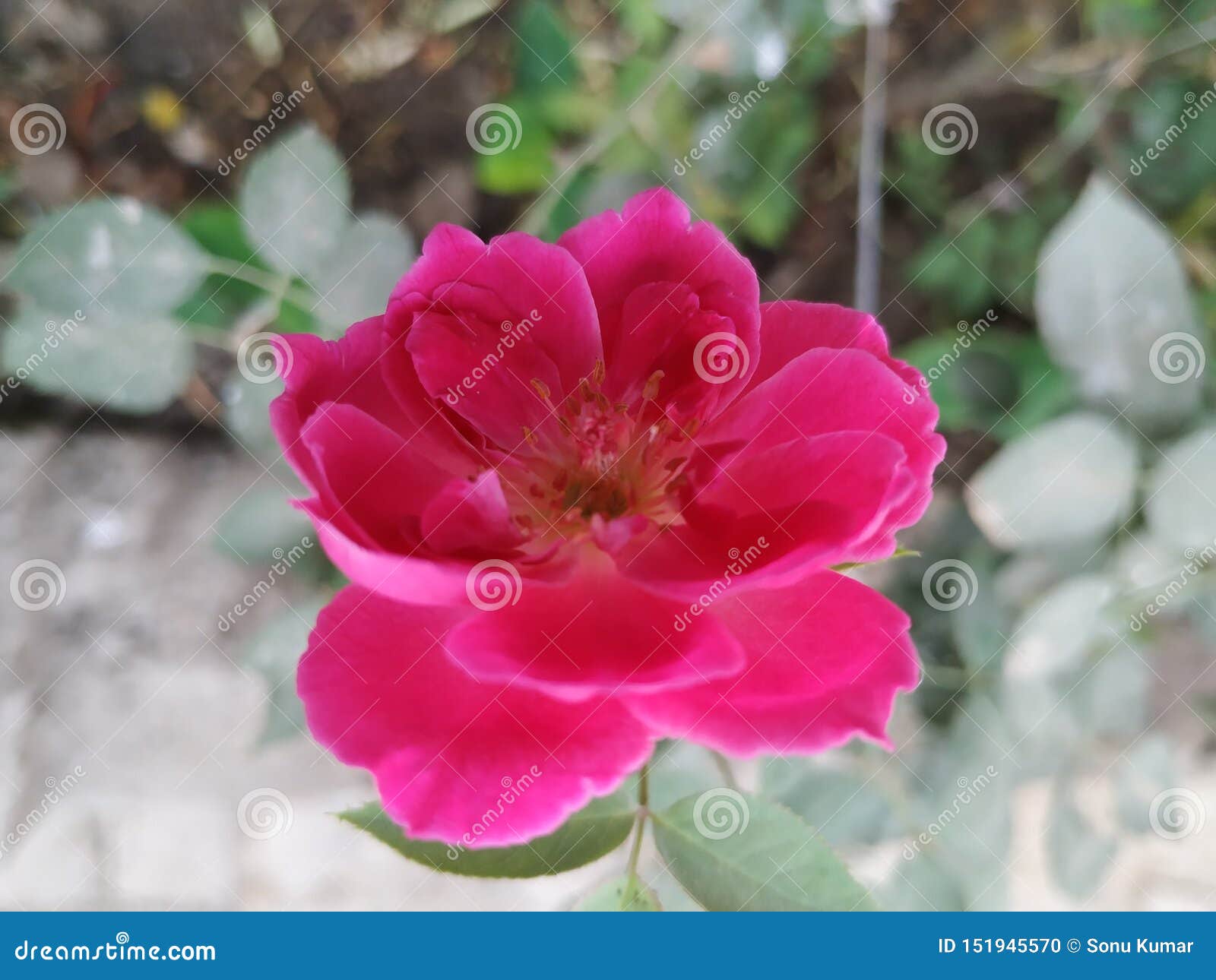 Red Rose in India garden stock photo. Image of petal - 151945570