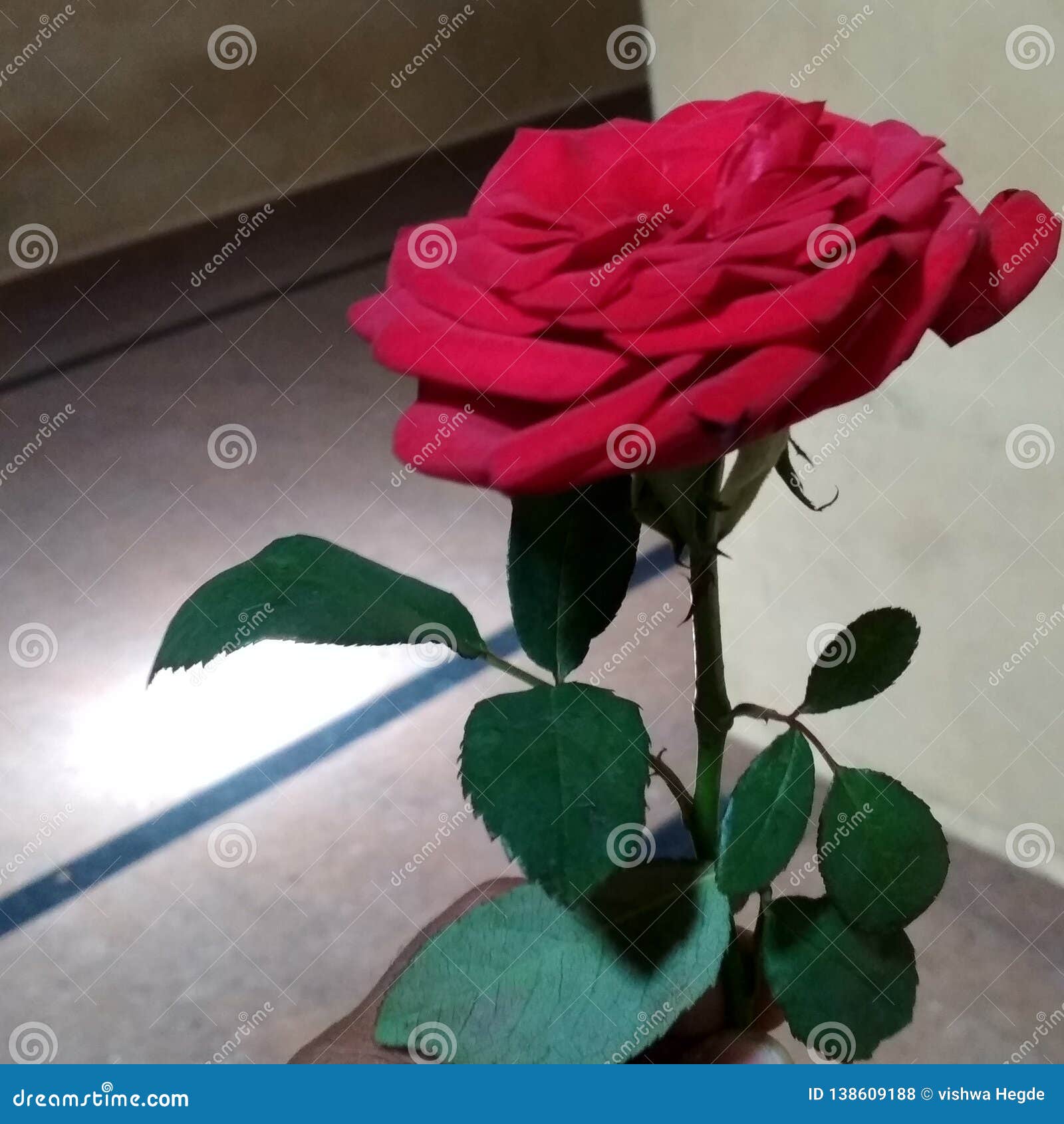 Red Rose stock photo. Image of indian, rose, rosebeautiful - 138609188