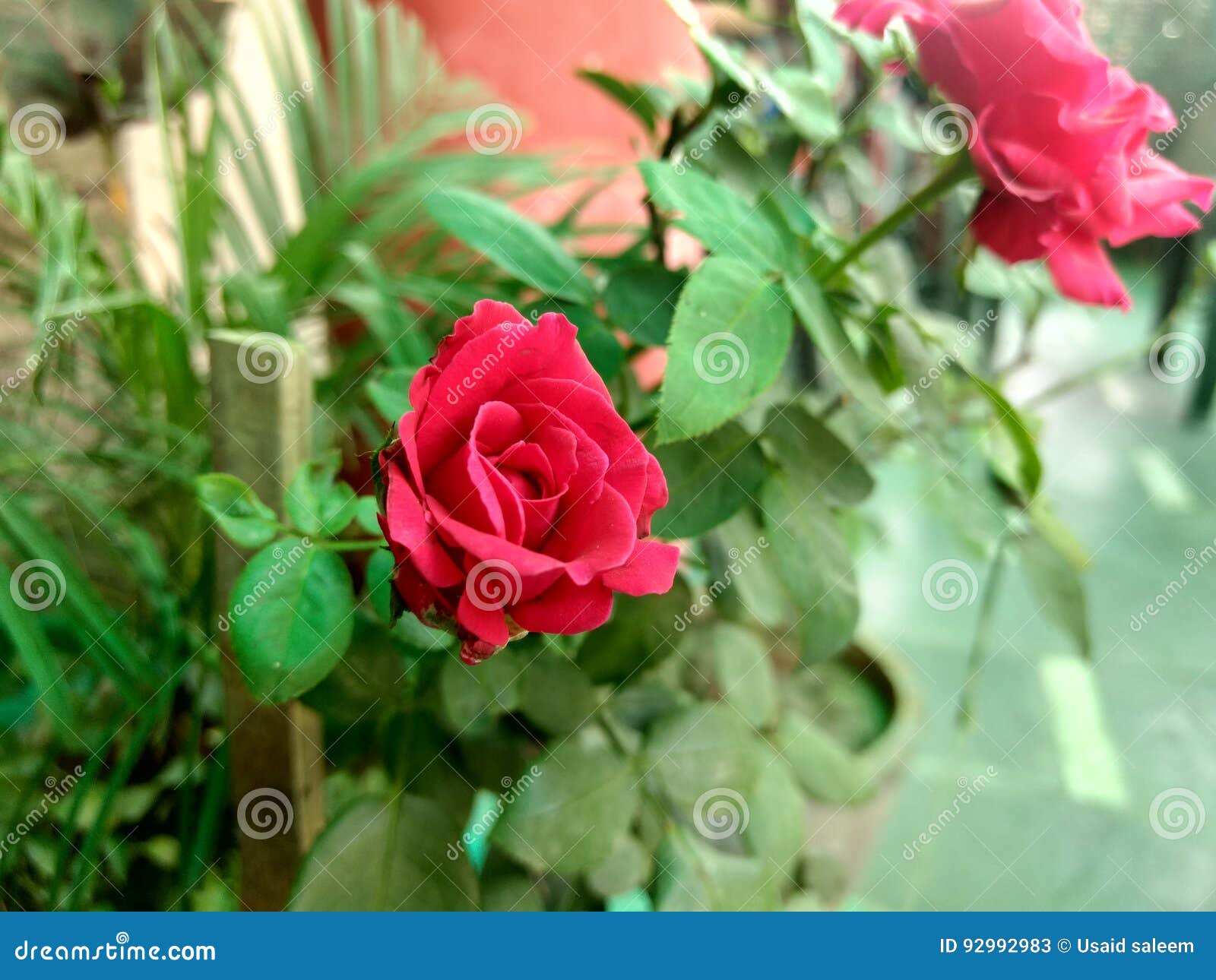 Red rose stock image. Image of indian, beautiful, indianflower - 92992983