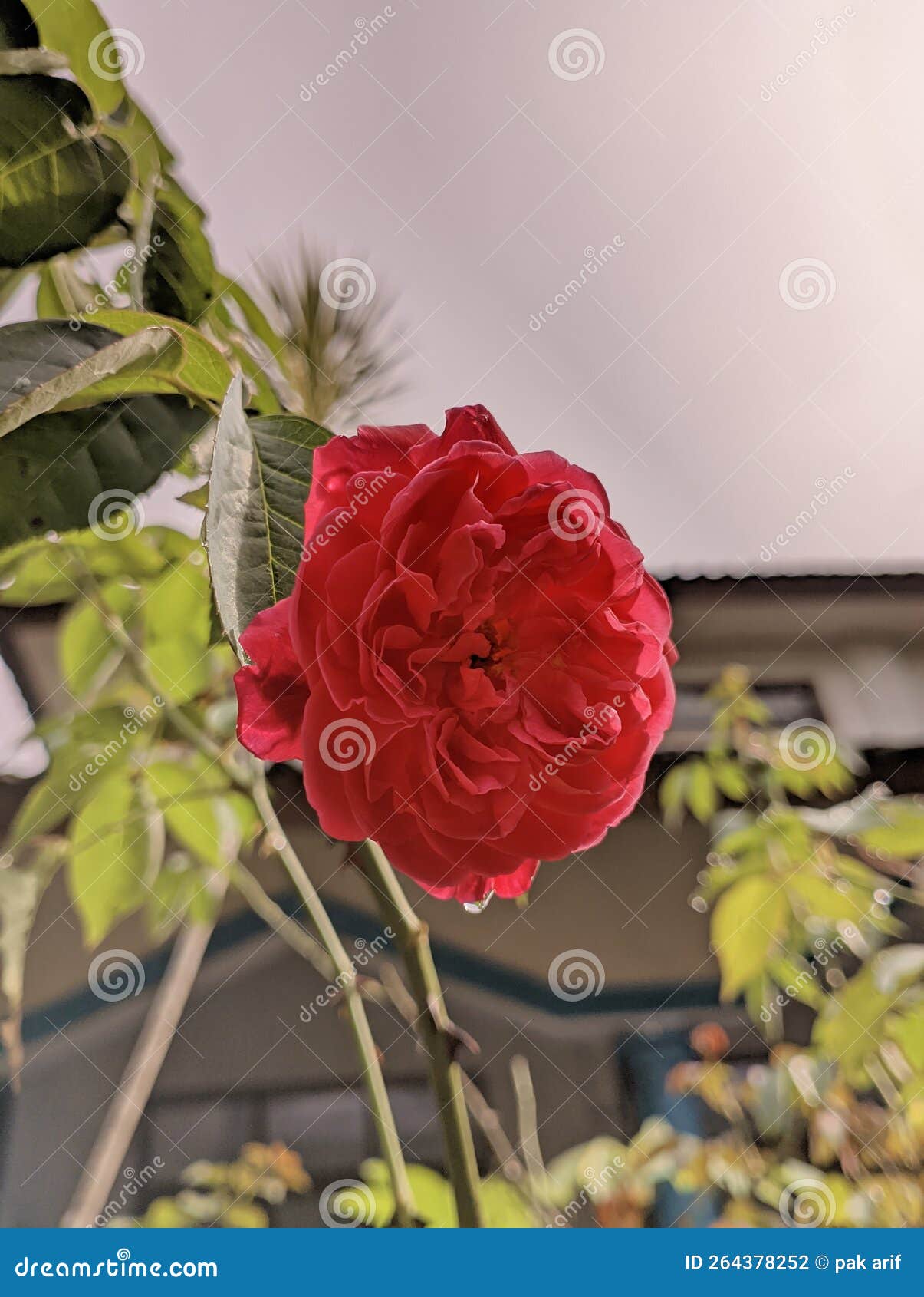 Red rose from indonesia stock photo. Image of flower - 264378252