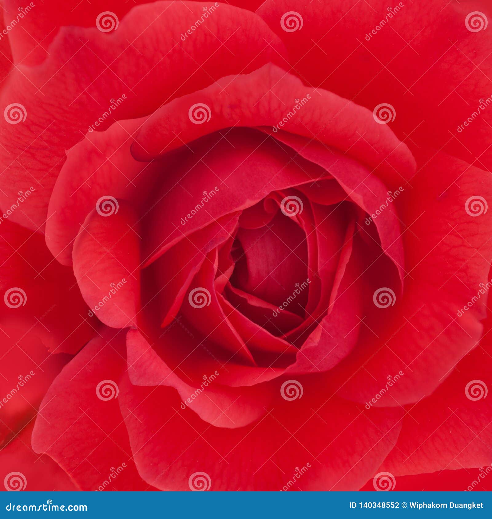 Red Rose Inflorescence in Full Square Frame Stock Photo - Image of head ...