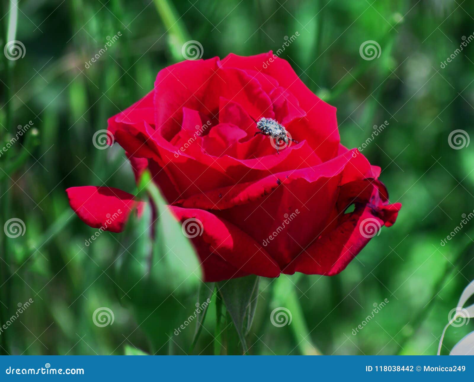 Red Rose with an Insect on Its Petals Stock Photo - Image of summer ...