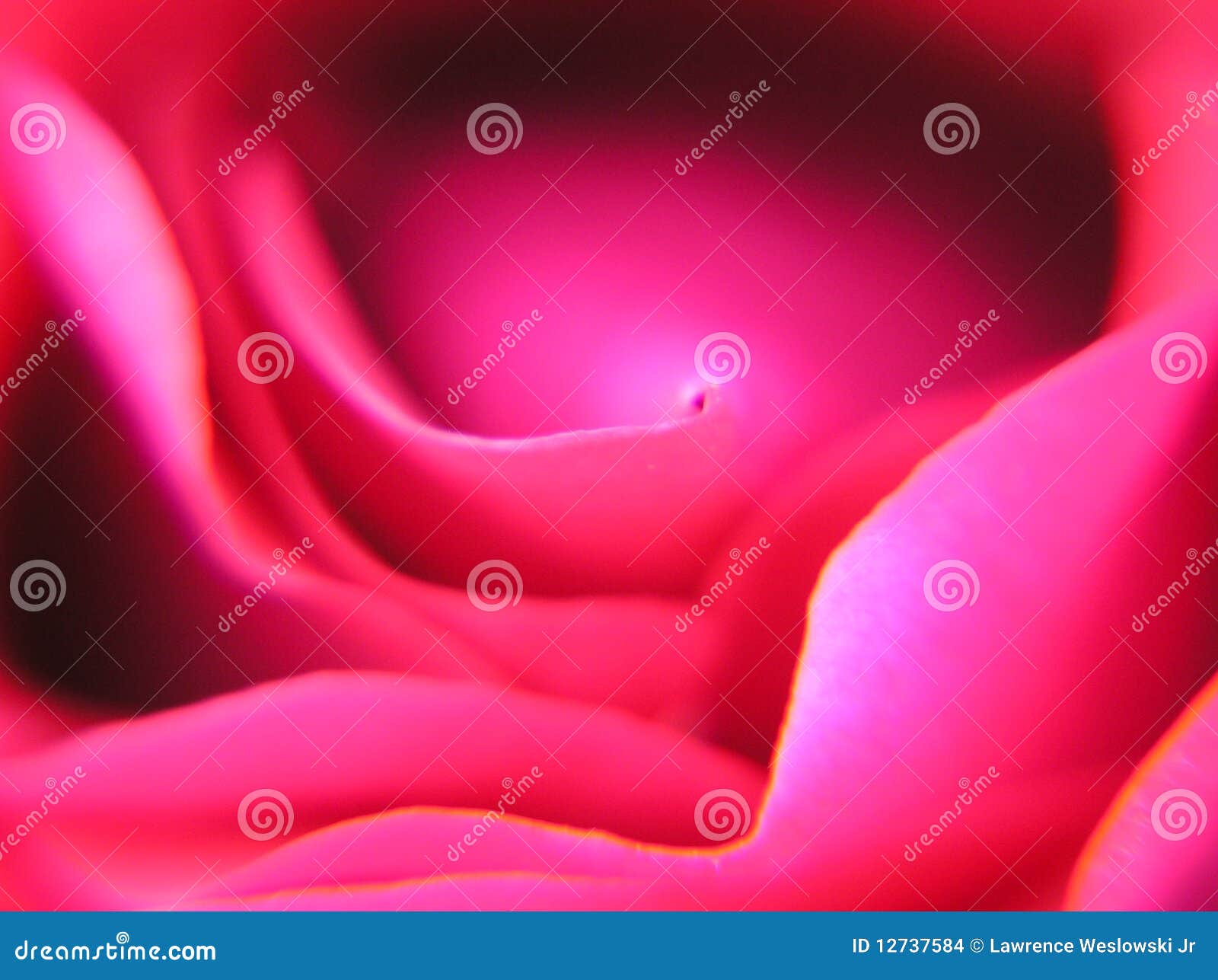 118 Woman Intimate Roses Stock Photos - Free & Royalty-Free Stock ...
