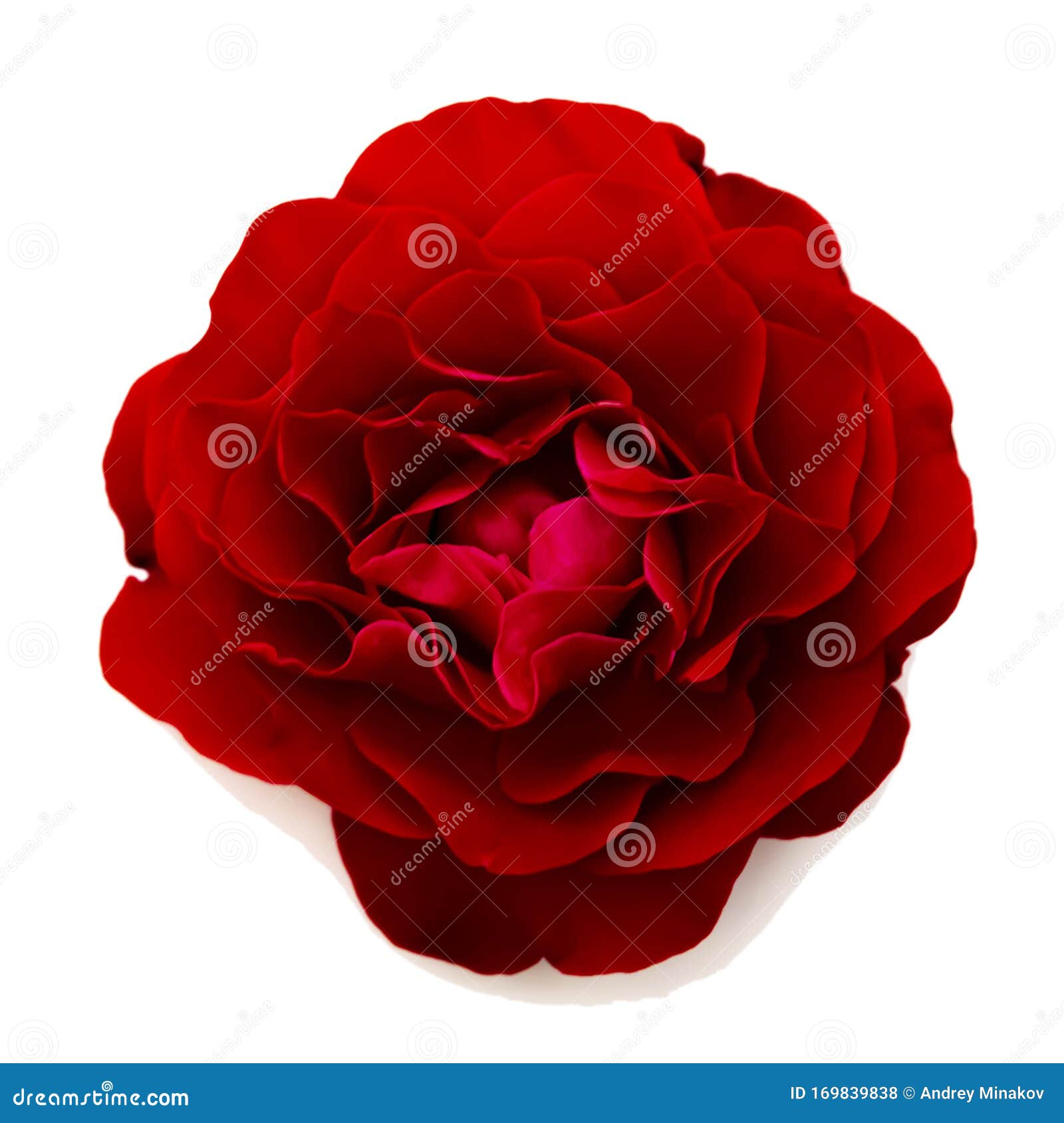Red Rose Isolate Top View Bud Open Stock Photo - Image of object ...