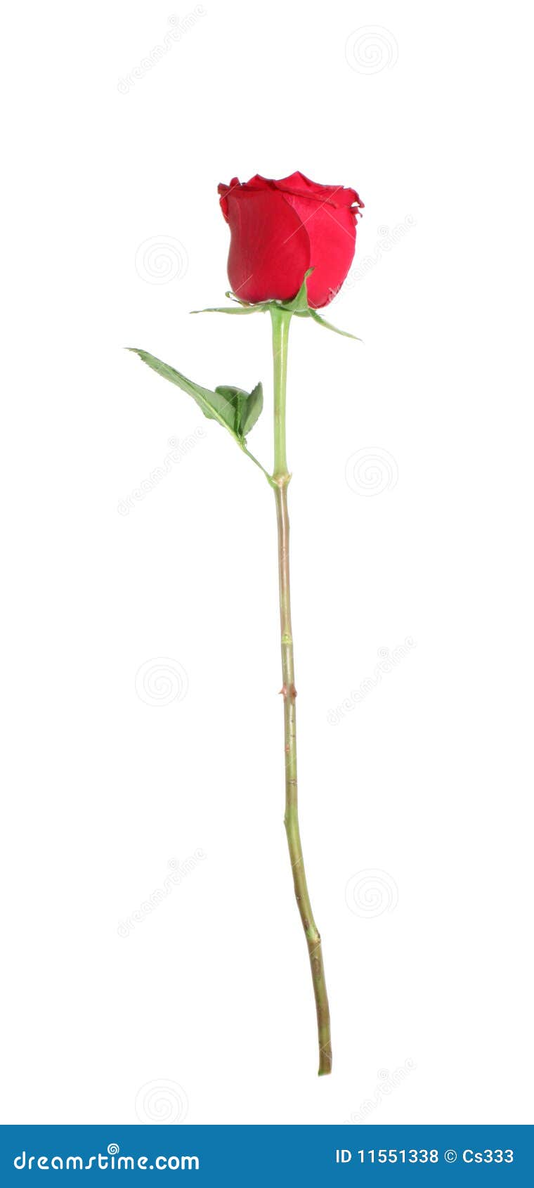 Red rose, isolated. stock photo. Image of flower, thorn - 11551338