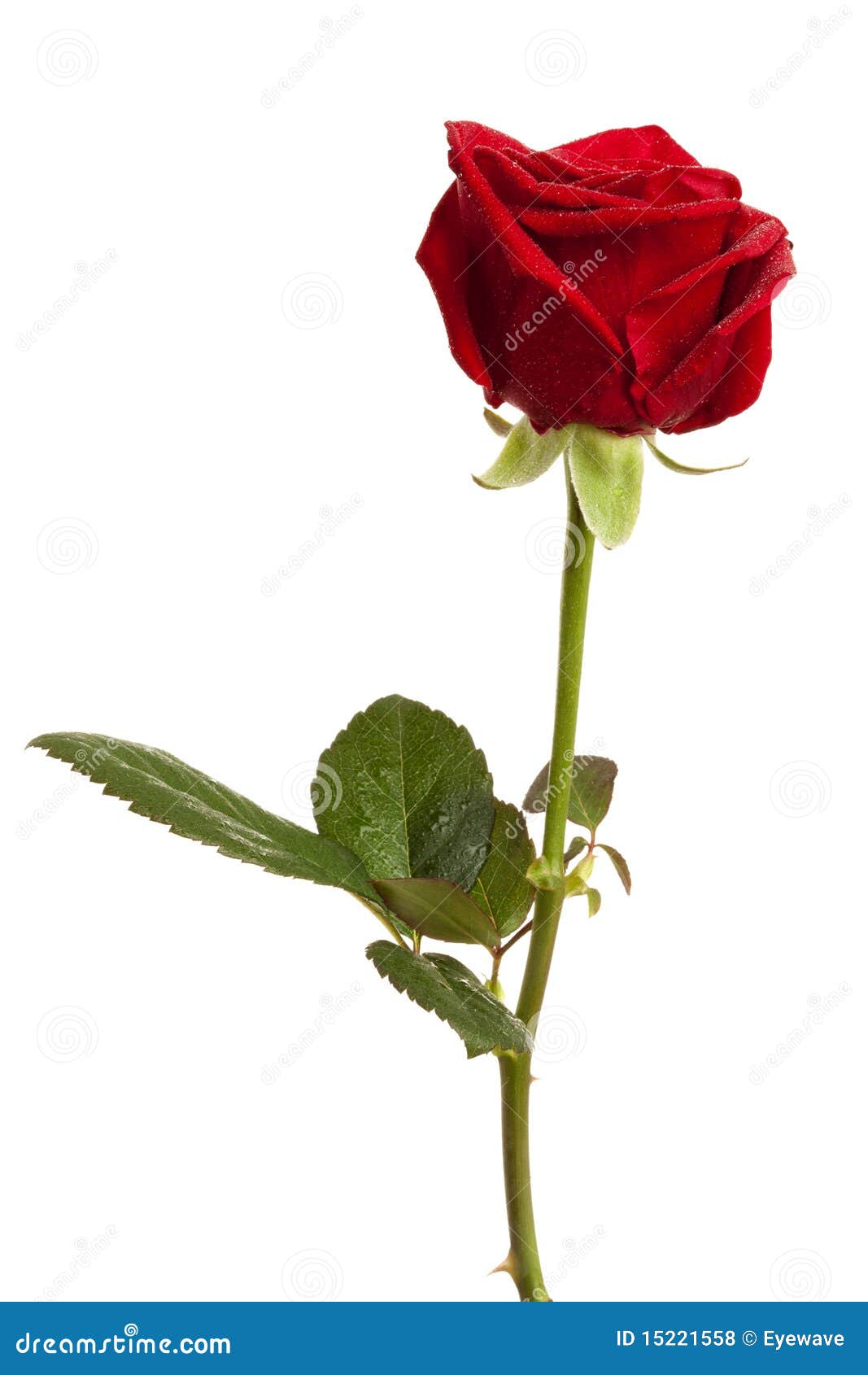Red rose isolated stock photo. Image of water, drops - 15221558