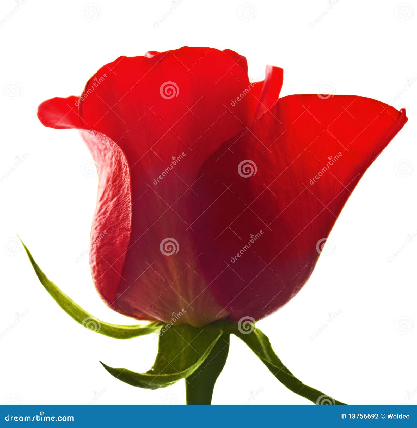 Red rose isolated stock photo. Image of brightly, close - 18756692