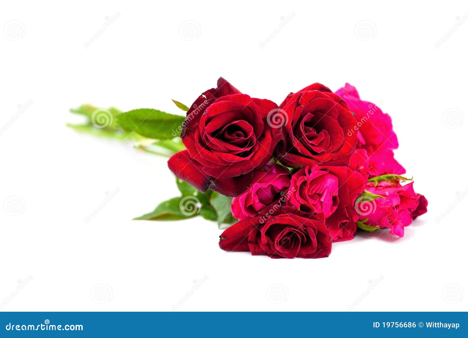 Red rose isolated stock photo. Image of elegance, horizontal - 19756686